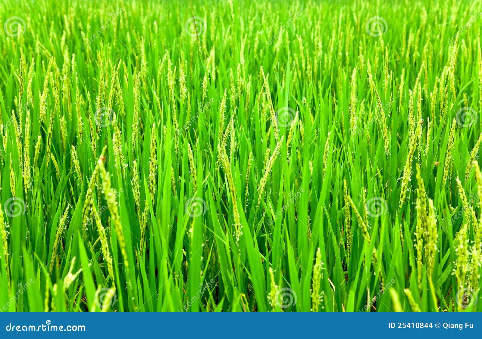Rice head with flower stock photo. Image of flower, pattern - 25410844