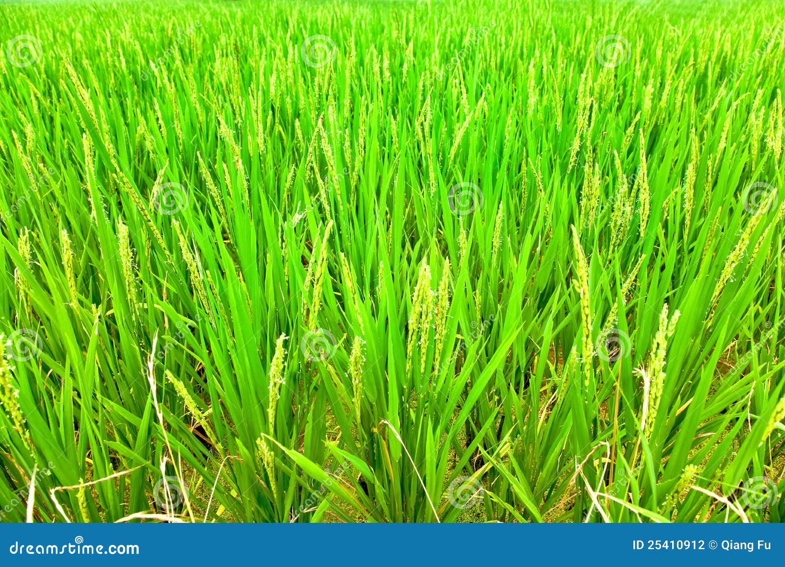 Rice head with flower stock photo. Image of green, farmer - 25410912