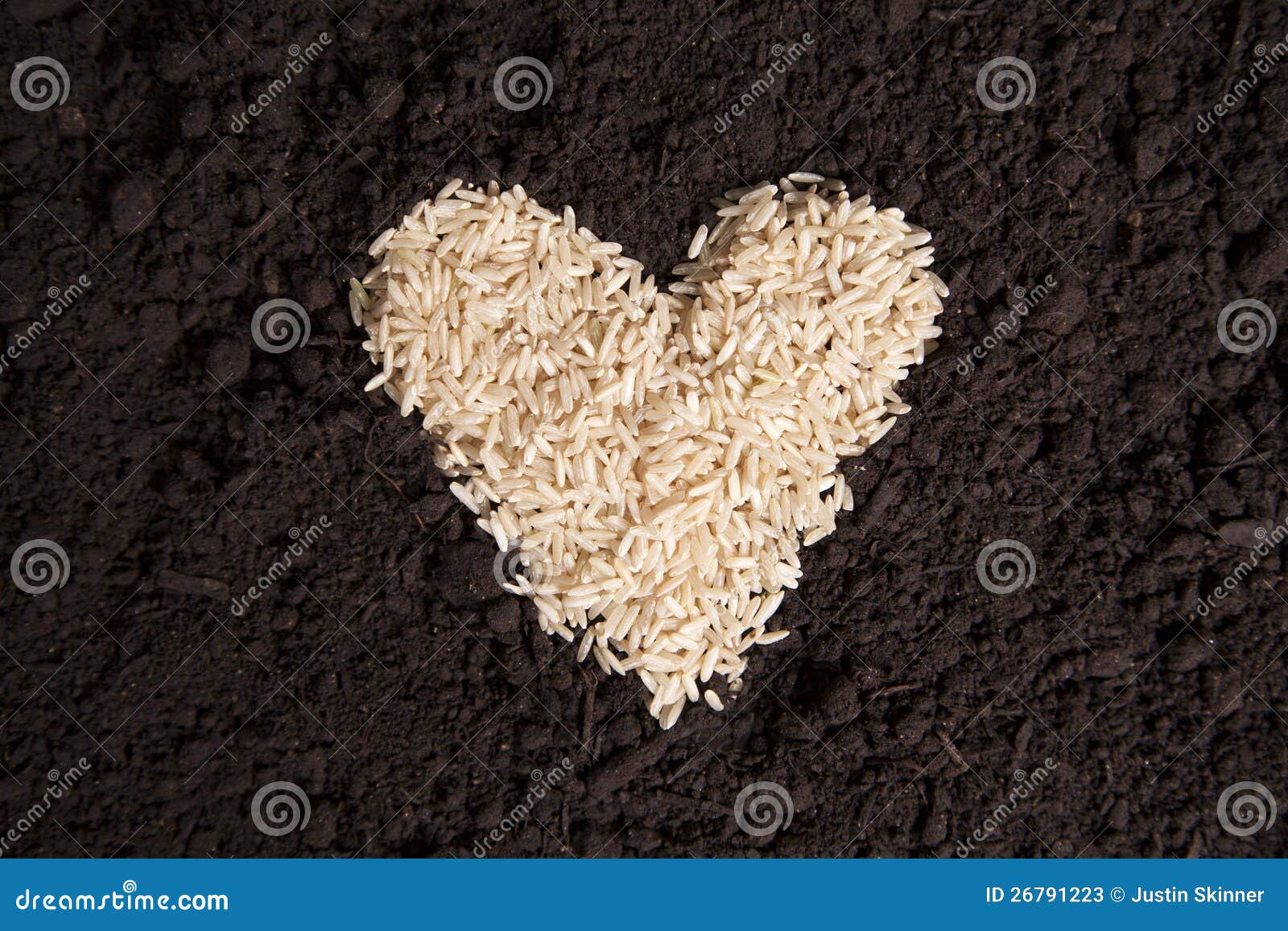 Rice Heart on Dirt stock image. Image of group, harvesting - 26791223