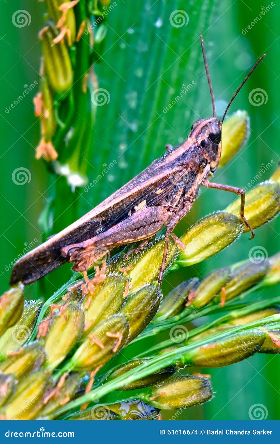 Rice hopper stock photo. Image of agriculture, leaf, saigon - 61616674