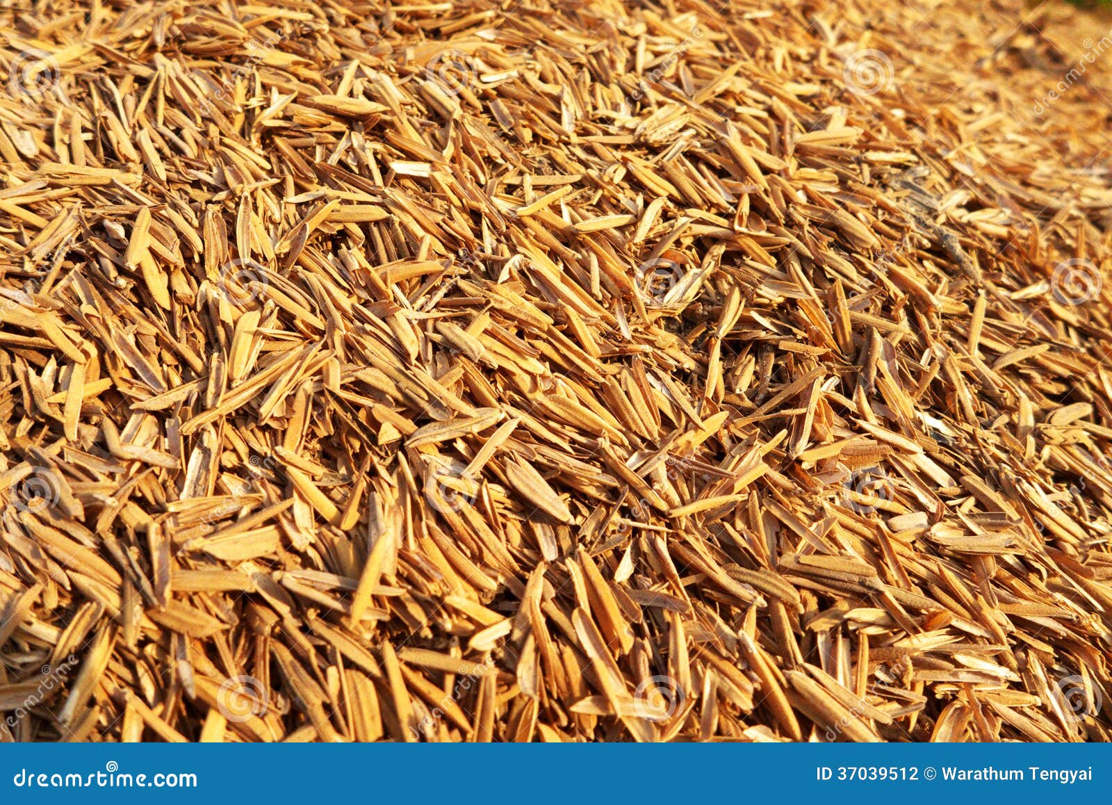 Rice hulls stock photo. Image of occupation, hulls, animals - 37039512
