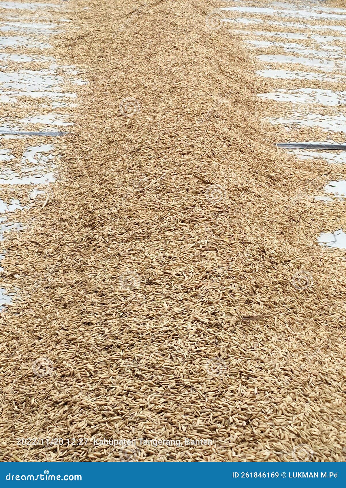 Rice Hulls stock image. Image of hulls, rice, bright - 261846169