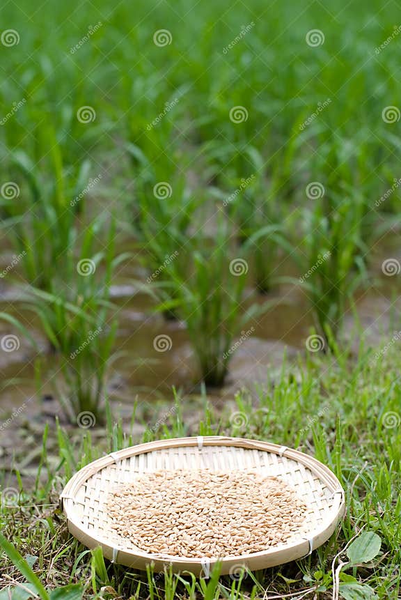 Rice husk stock image. Image of farmland, seed, leaf - 23734377
