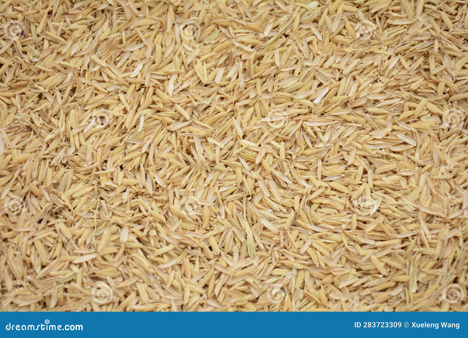 Rice husk background stock image. Image of meal, flower - 283723309