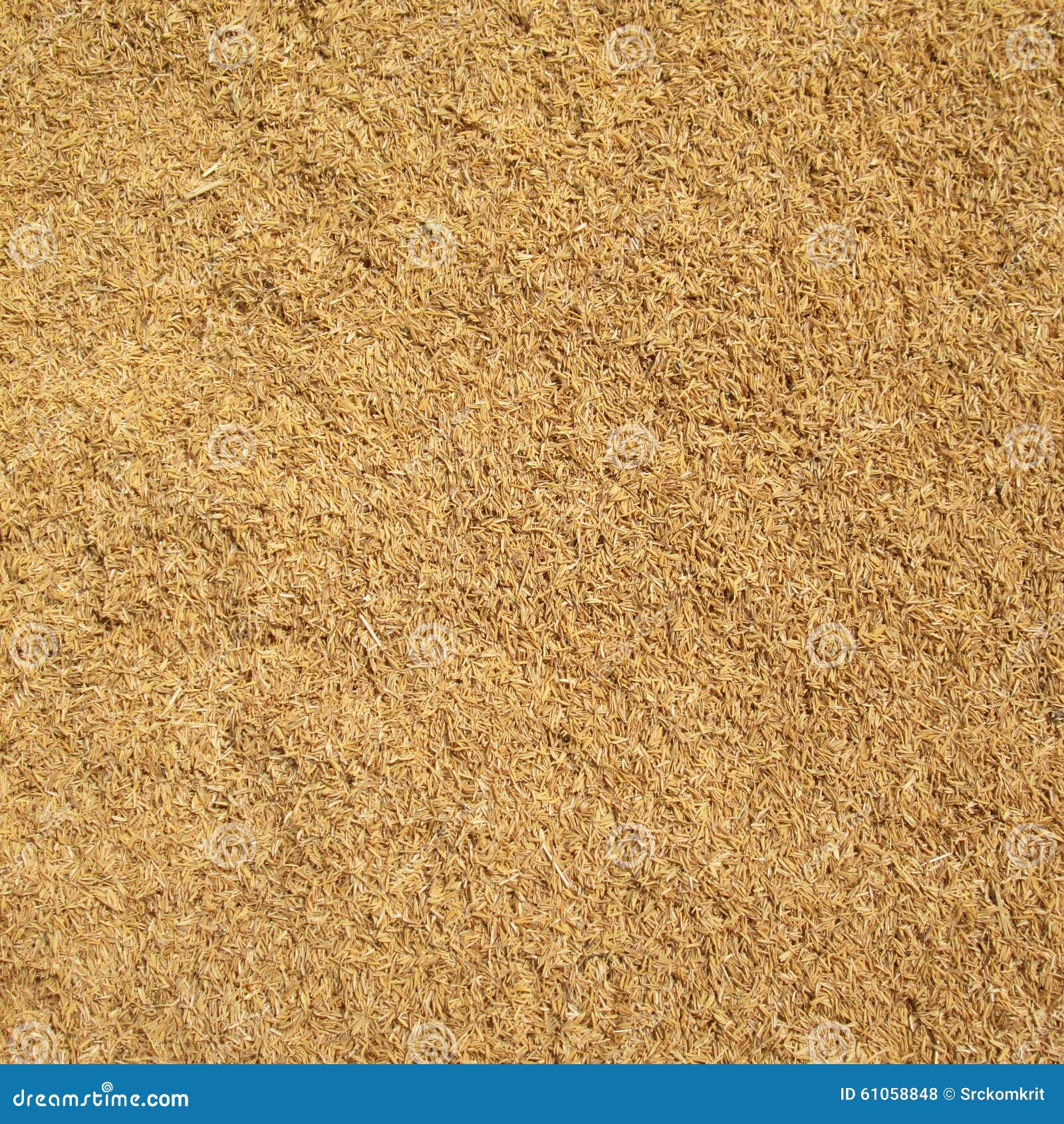Rice Husk stock photo. Image of padi, food, seed, space - 61058848