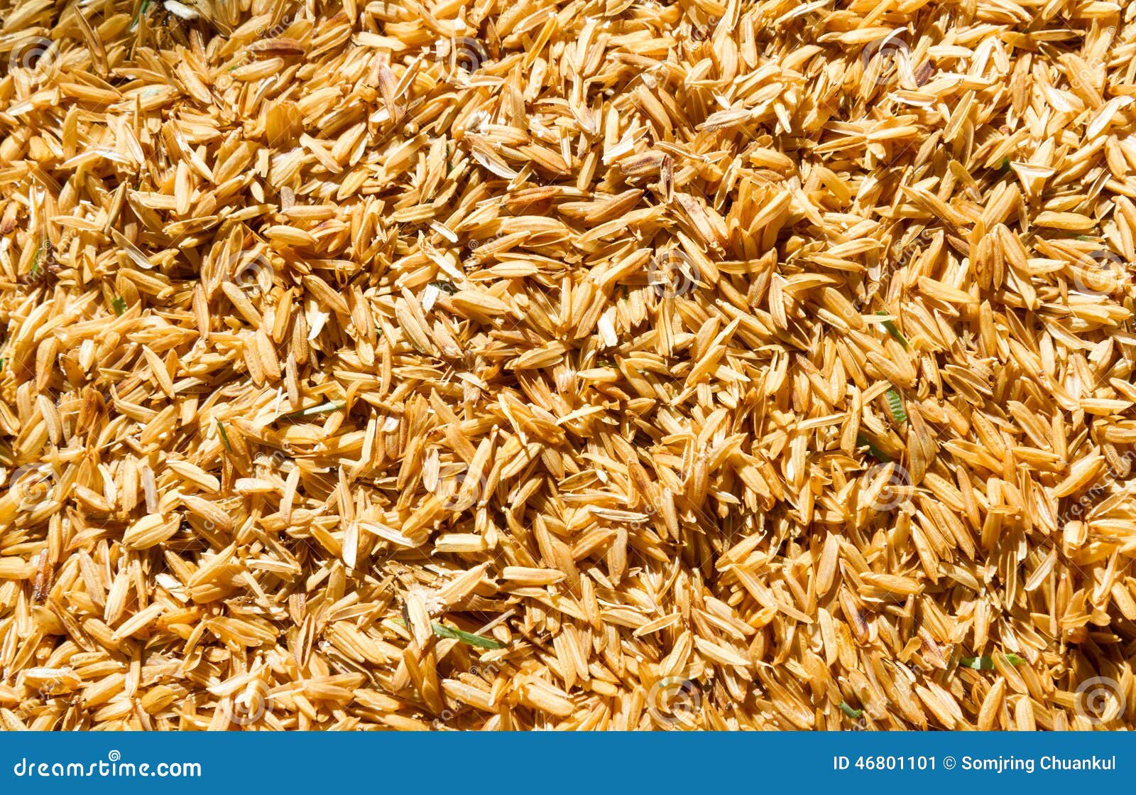Rice husk on the floor. stock image. Image of thailand - 46801101