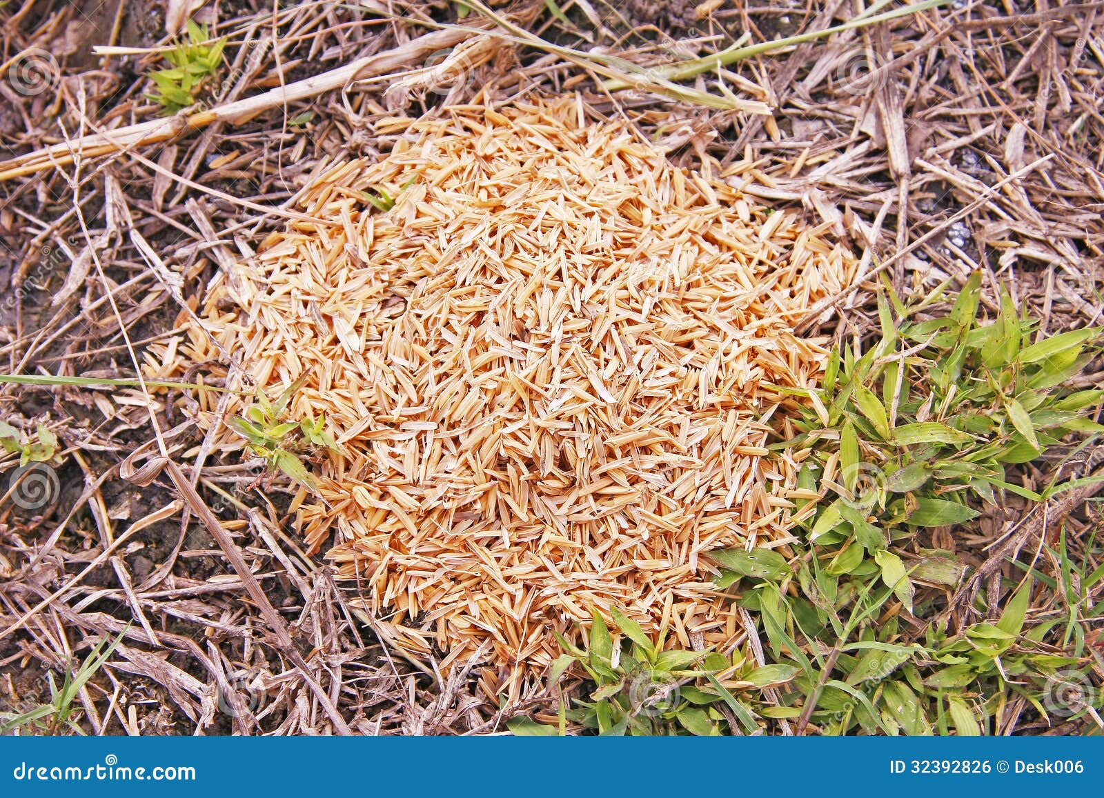 Rice husk stock photo. Image of grain, ricefield, husk - 32392826