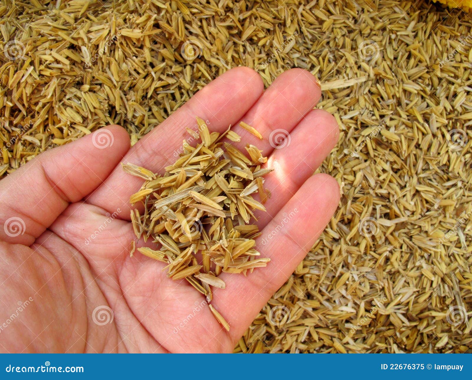 Rice husk on hand stock image. Image of cultivation, harvest - 22676375