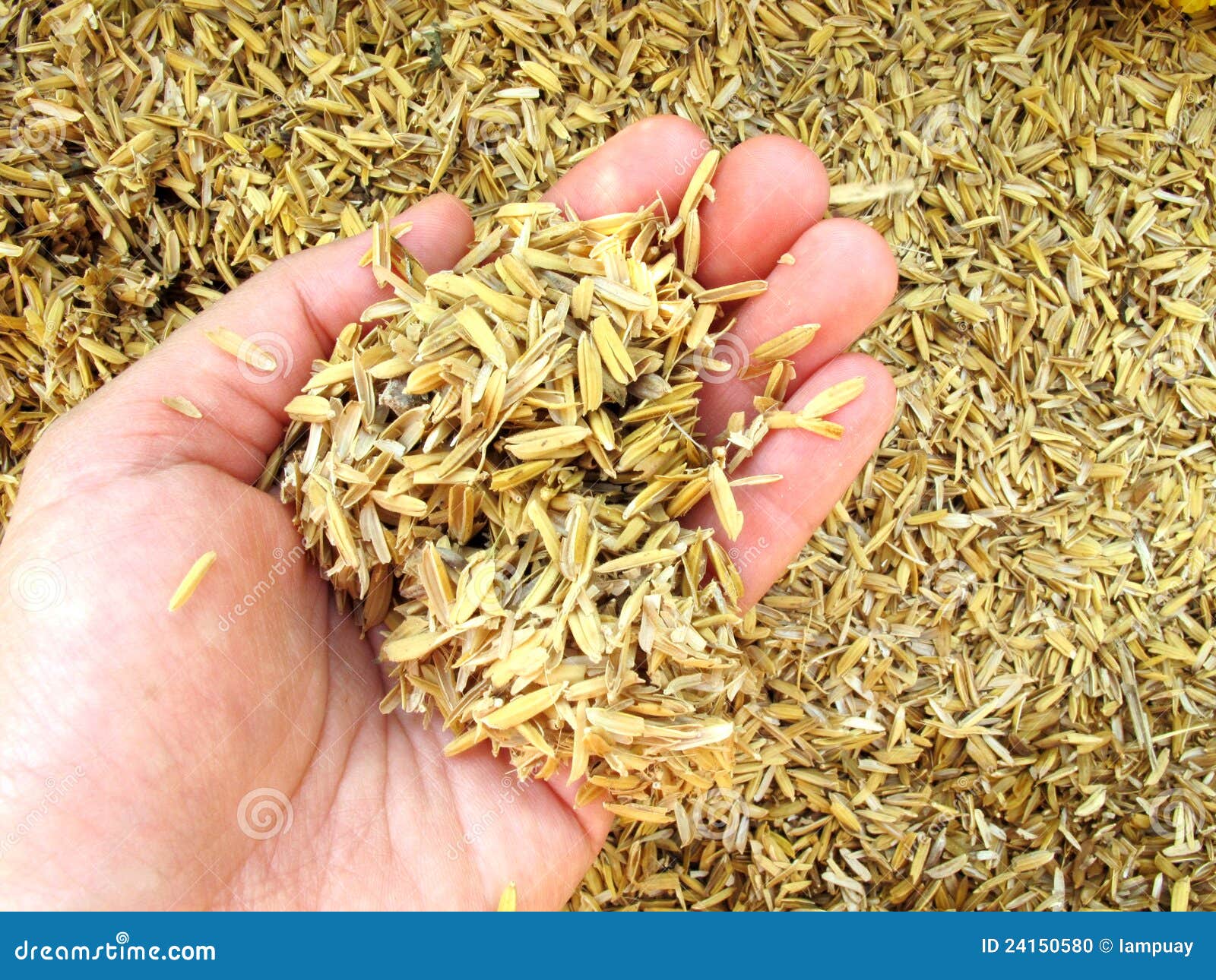 Rice Husk Texture Stock Photo | CartoonDealer.com #32036190