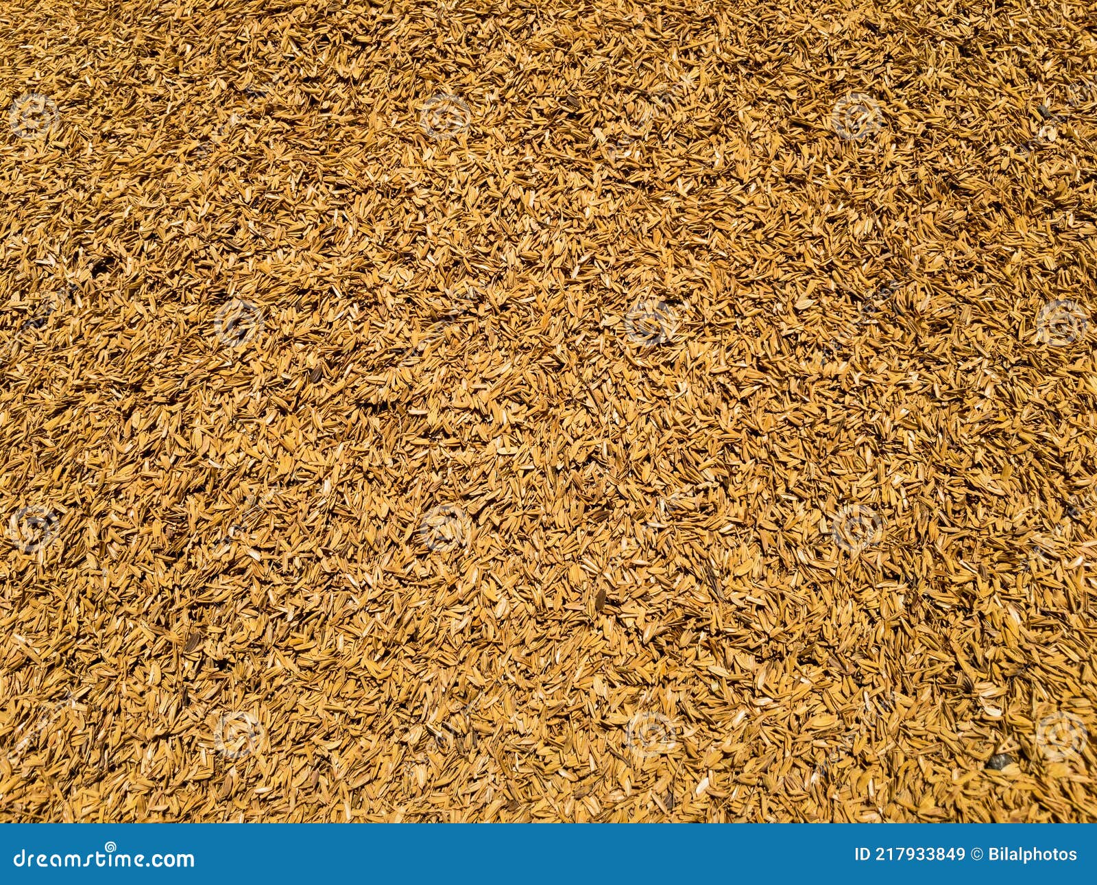 Rice Husk or Rice Hulls Use for Various Purpose. it is the Hard Coating ...