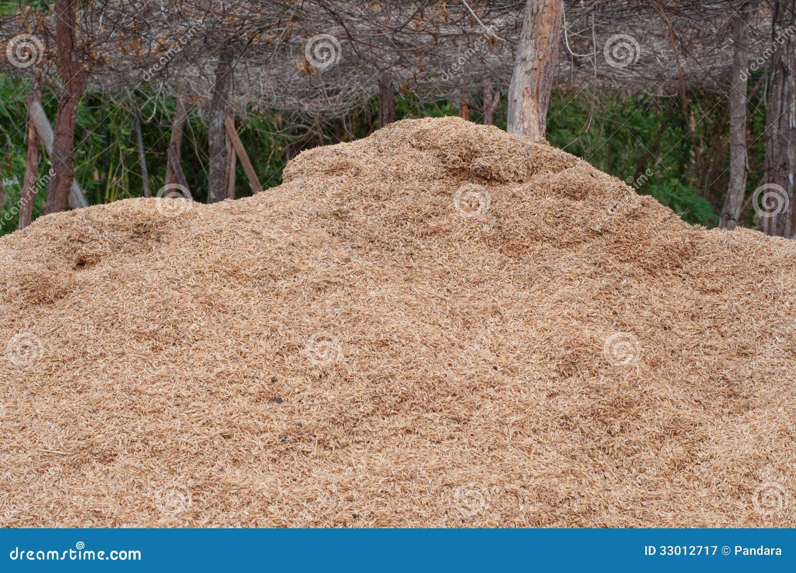 Rice Husk for Making Fertilizer Stock Image - Image of pile, paddy ...