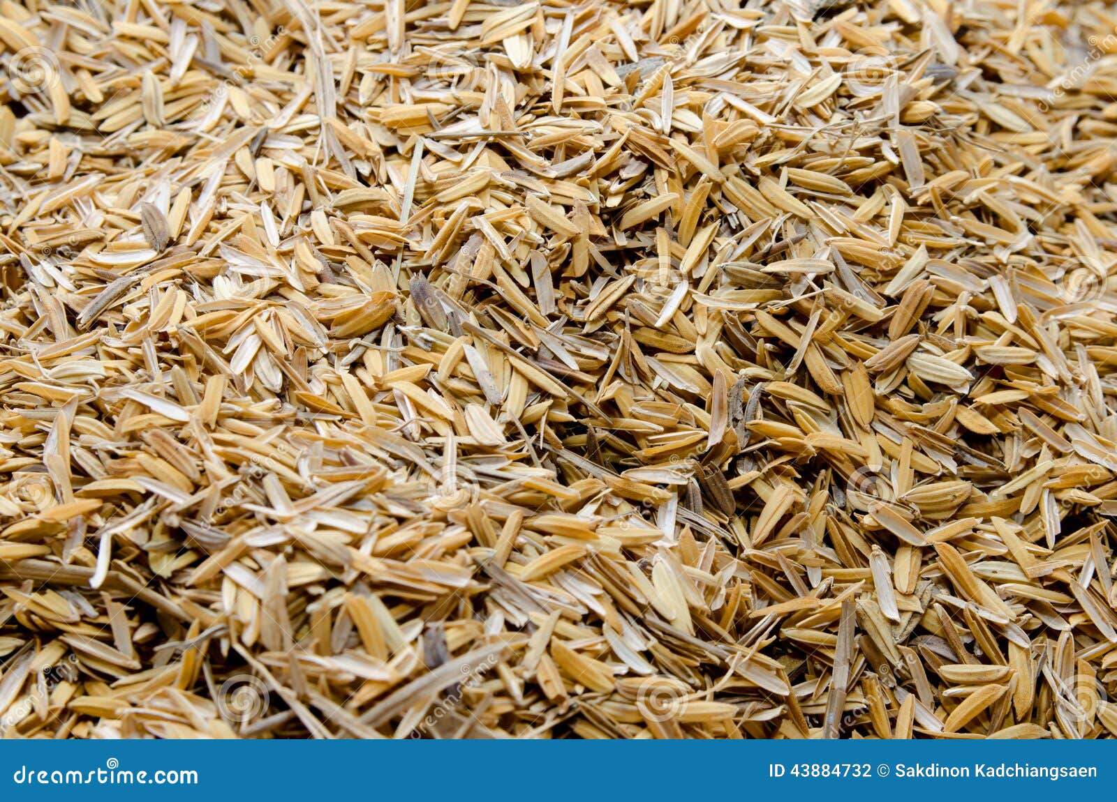 Rice husk stock photo. Image of husk, paddy, agriculture - 43884732