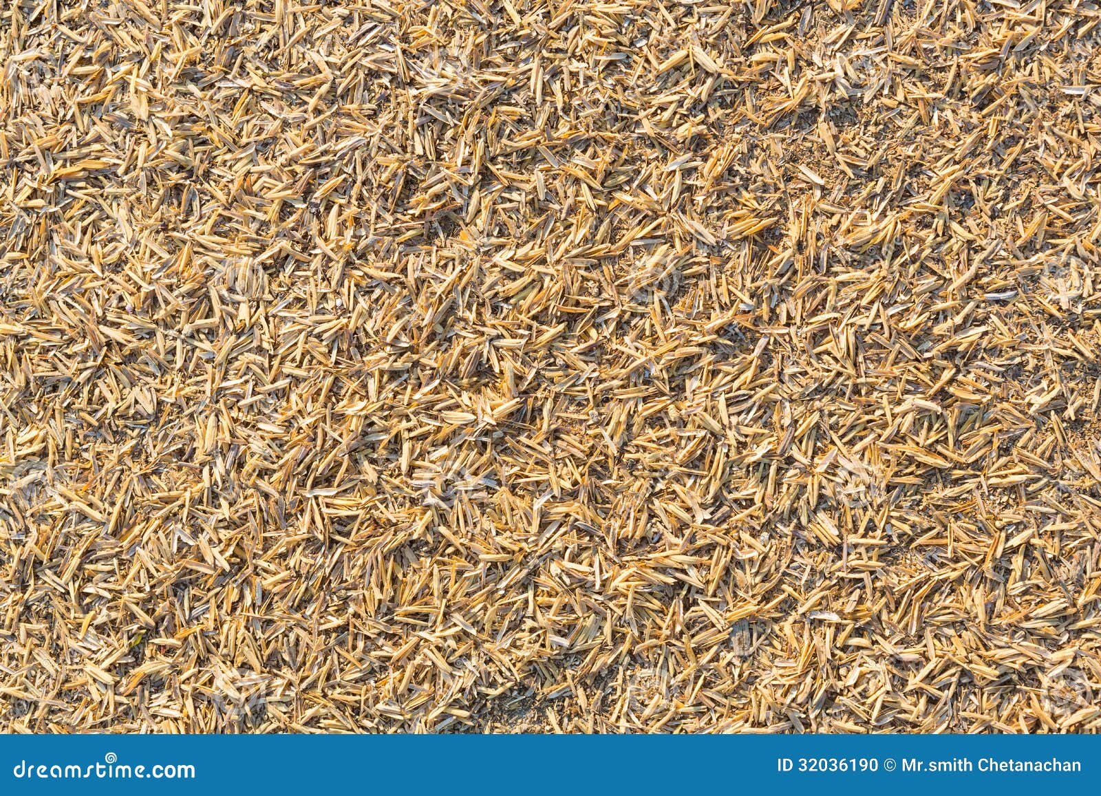 Rice husk texture stock photo. Image of grunge, feed - 32036190