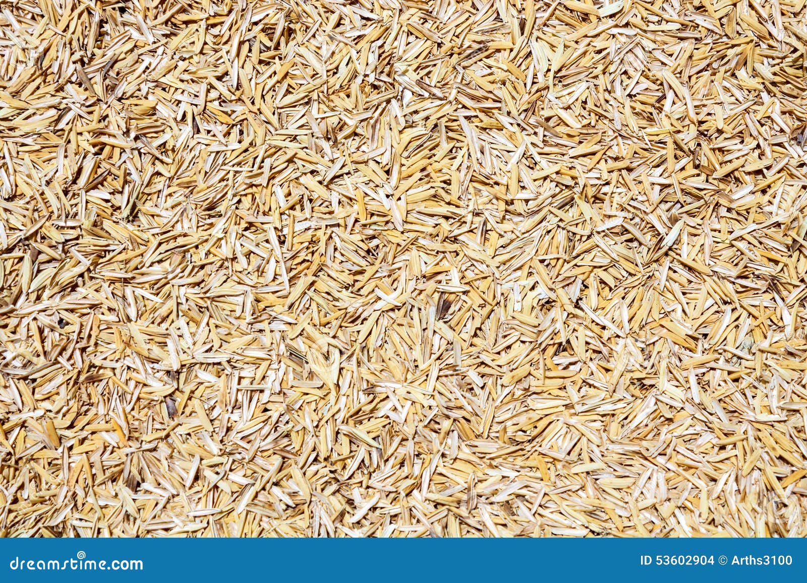 Rice Husk on White Background Stock Photo - Image of field, grain: 53602904