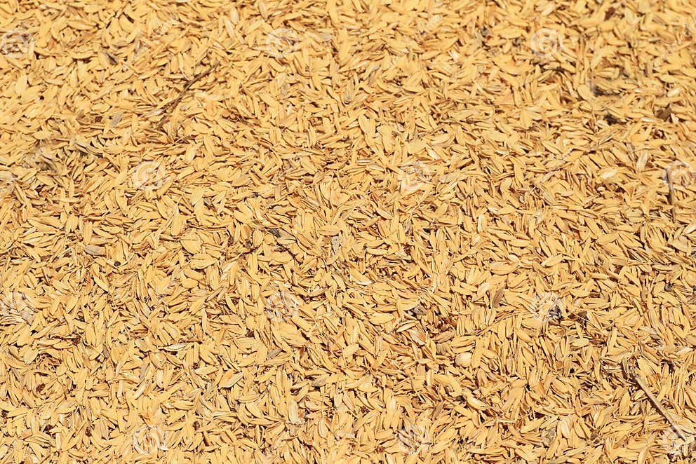 Rice husks of chaff stock photo. Image of field, background - 54072534