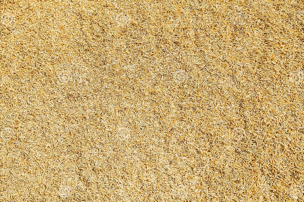 Rice husks stock photo. Image of peel, abstract, husks - 54879042