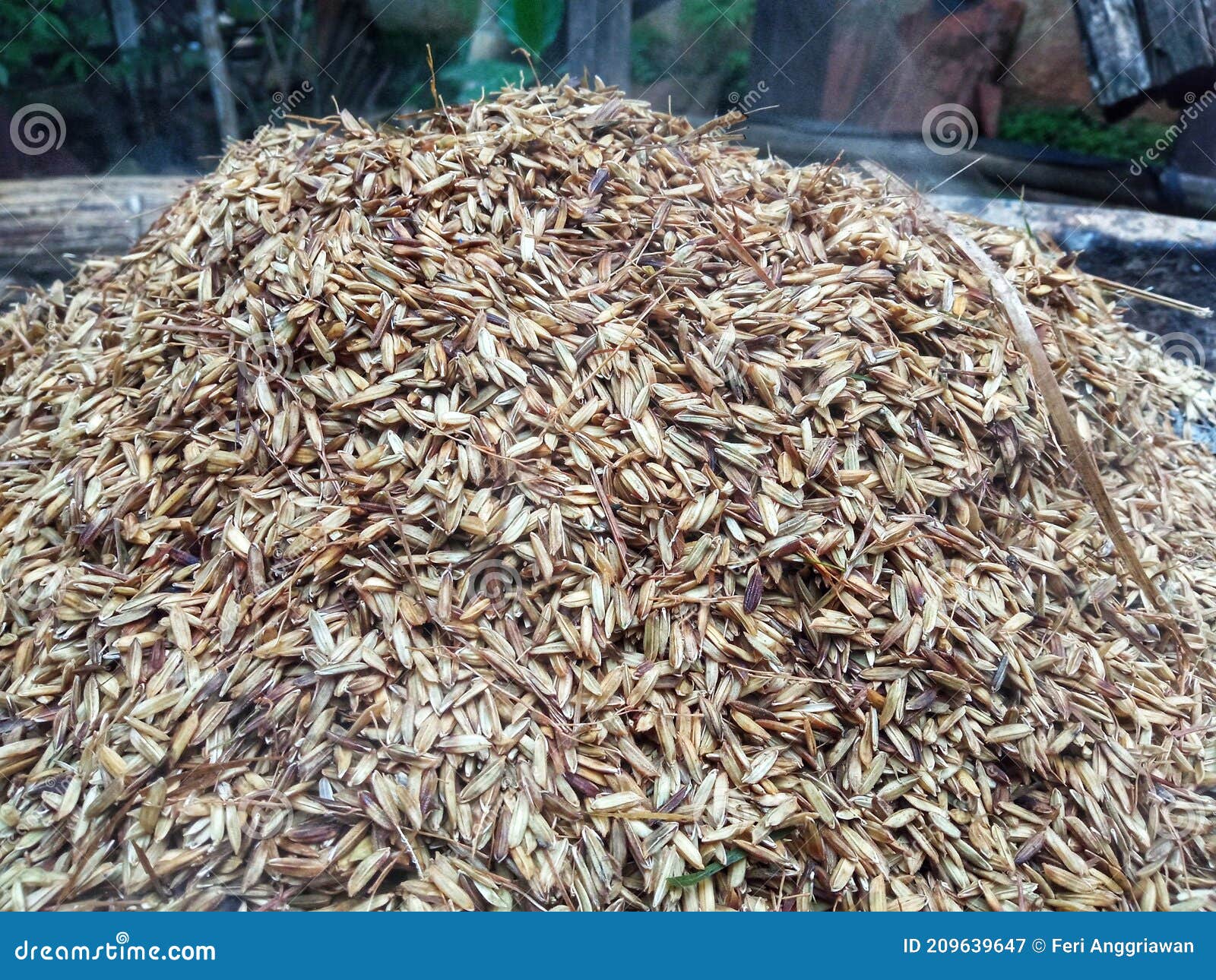 Rice Husks that are Ready To Be Burned Stock Image - Image of wildlife ...