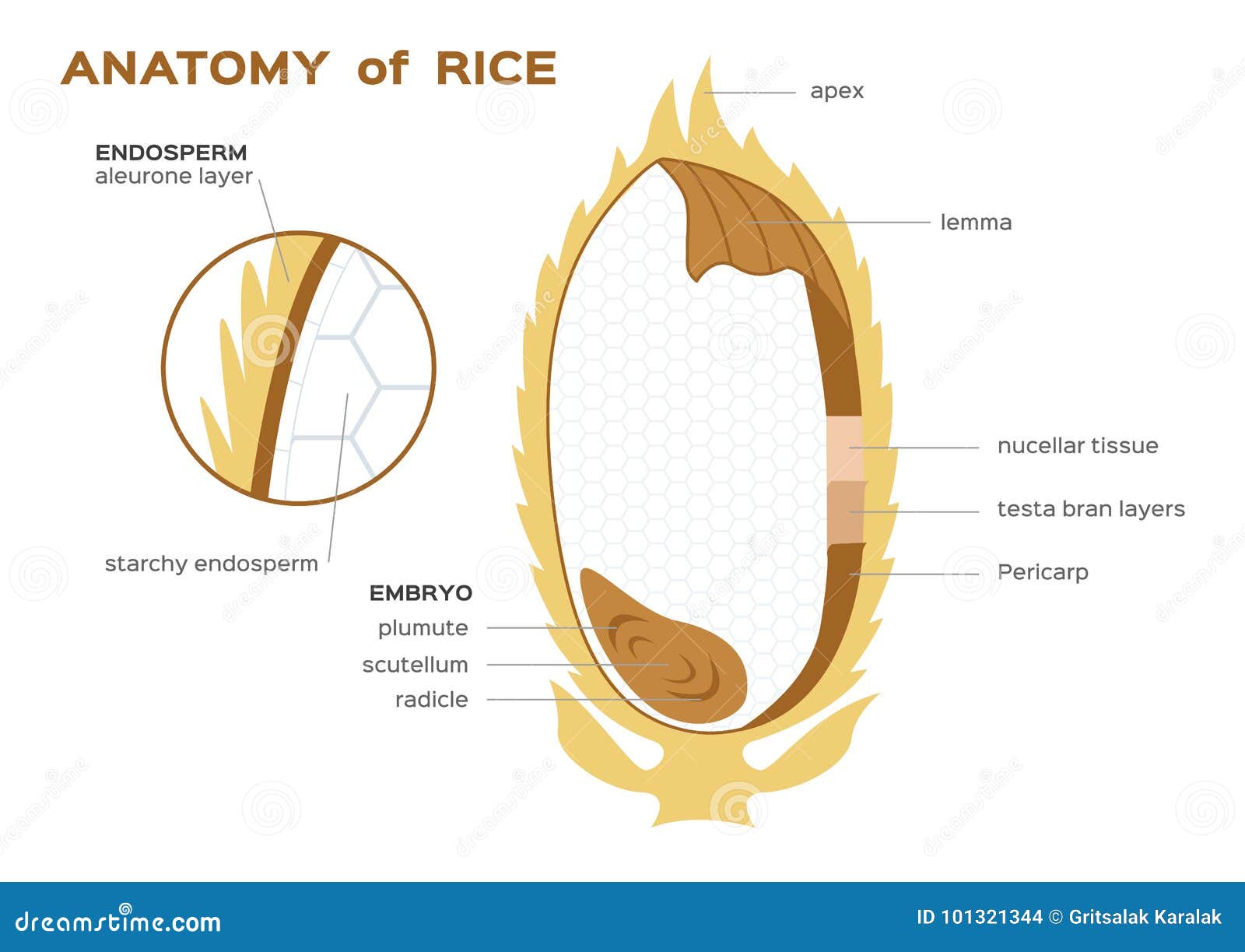 Rice Infographics . Illustration Infographic Stock Vector ...
