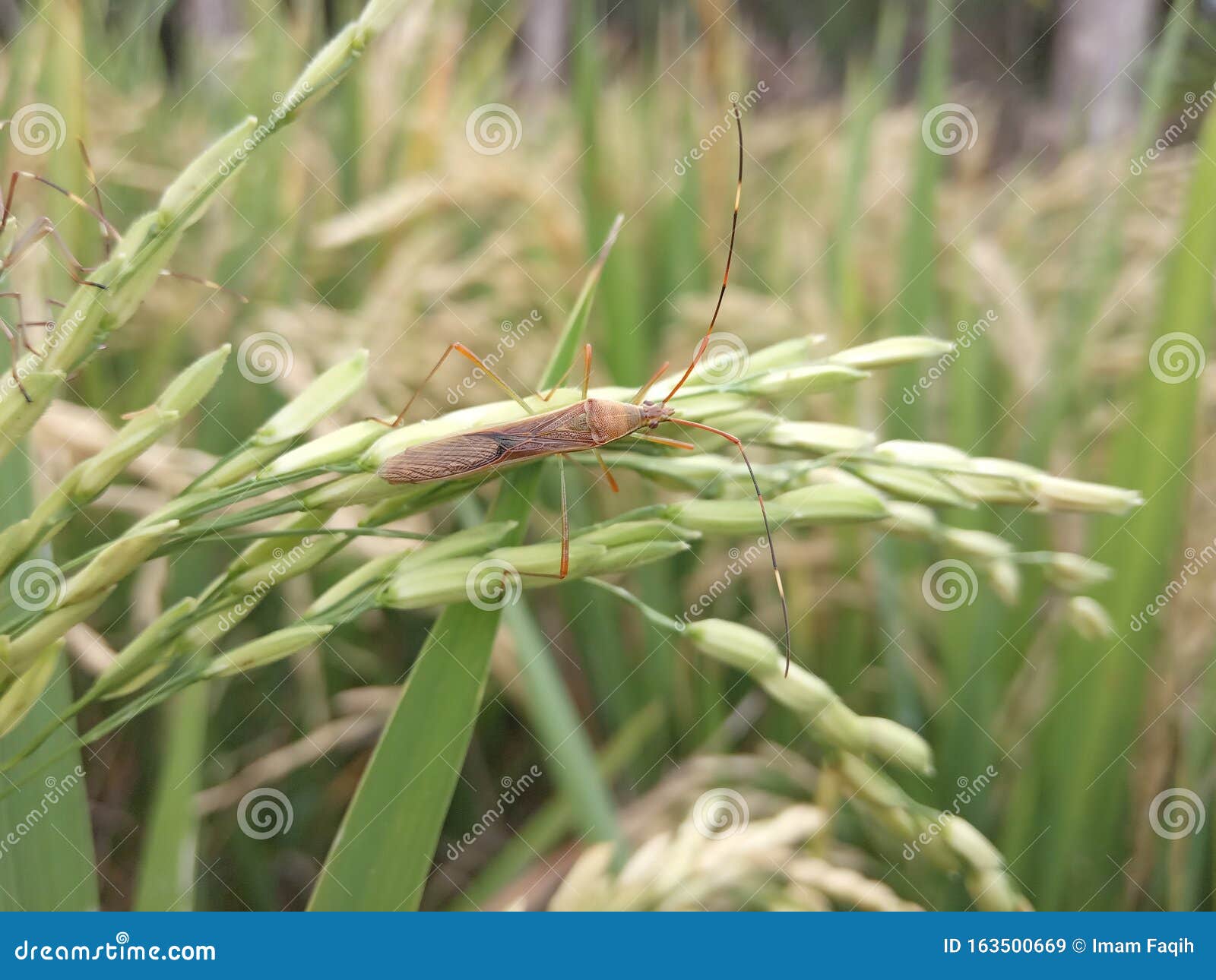 Rice insects in Asia stock image. Image of rice, insects - 163500669