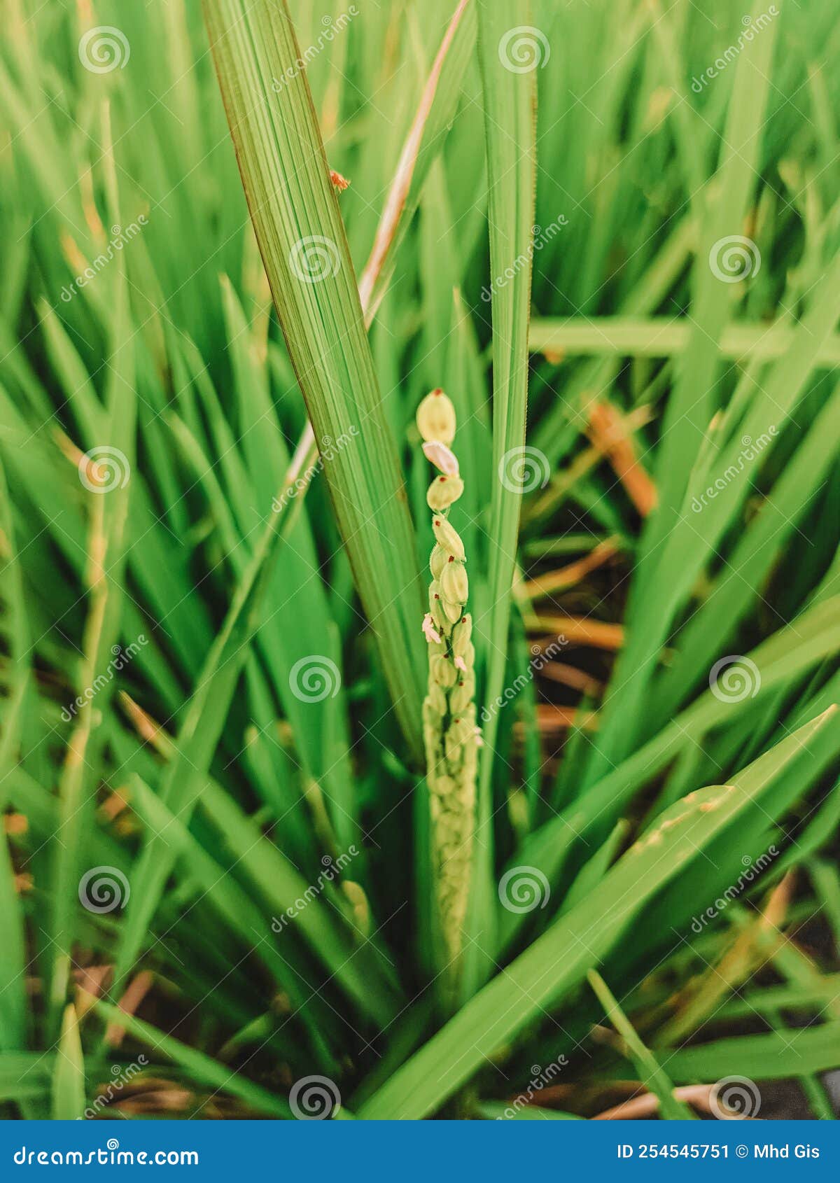 Rice that Just Grows after the Fertilization Process Stock Image ...