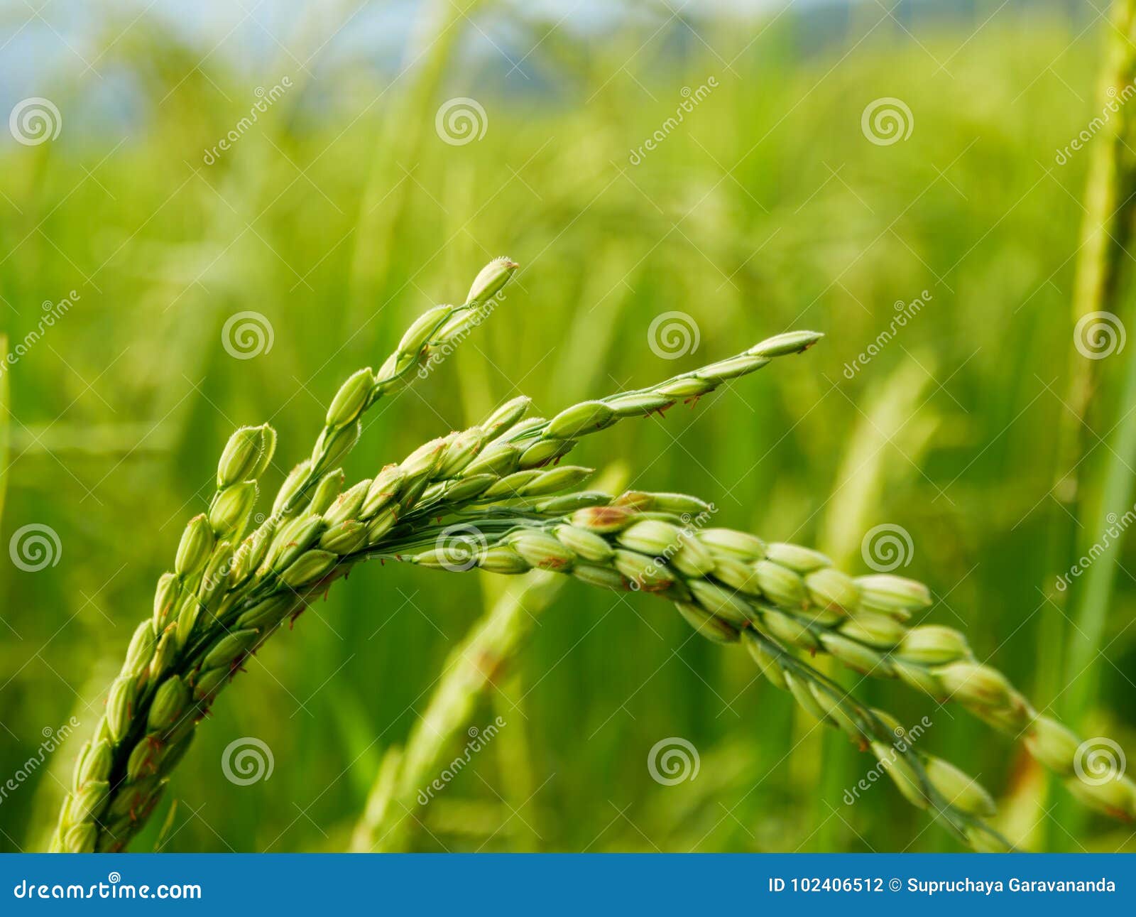 Rice Kernel from Rice Terrace. Stock Photo - Image of organic, bulb ...