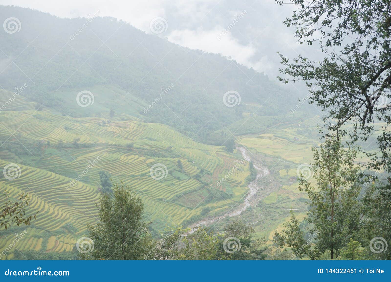 Rice ladder field stock image. Image of natural, meadow - 144322451