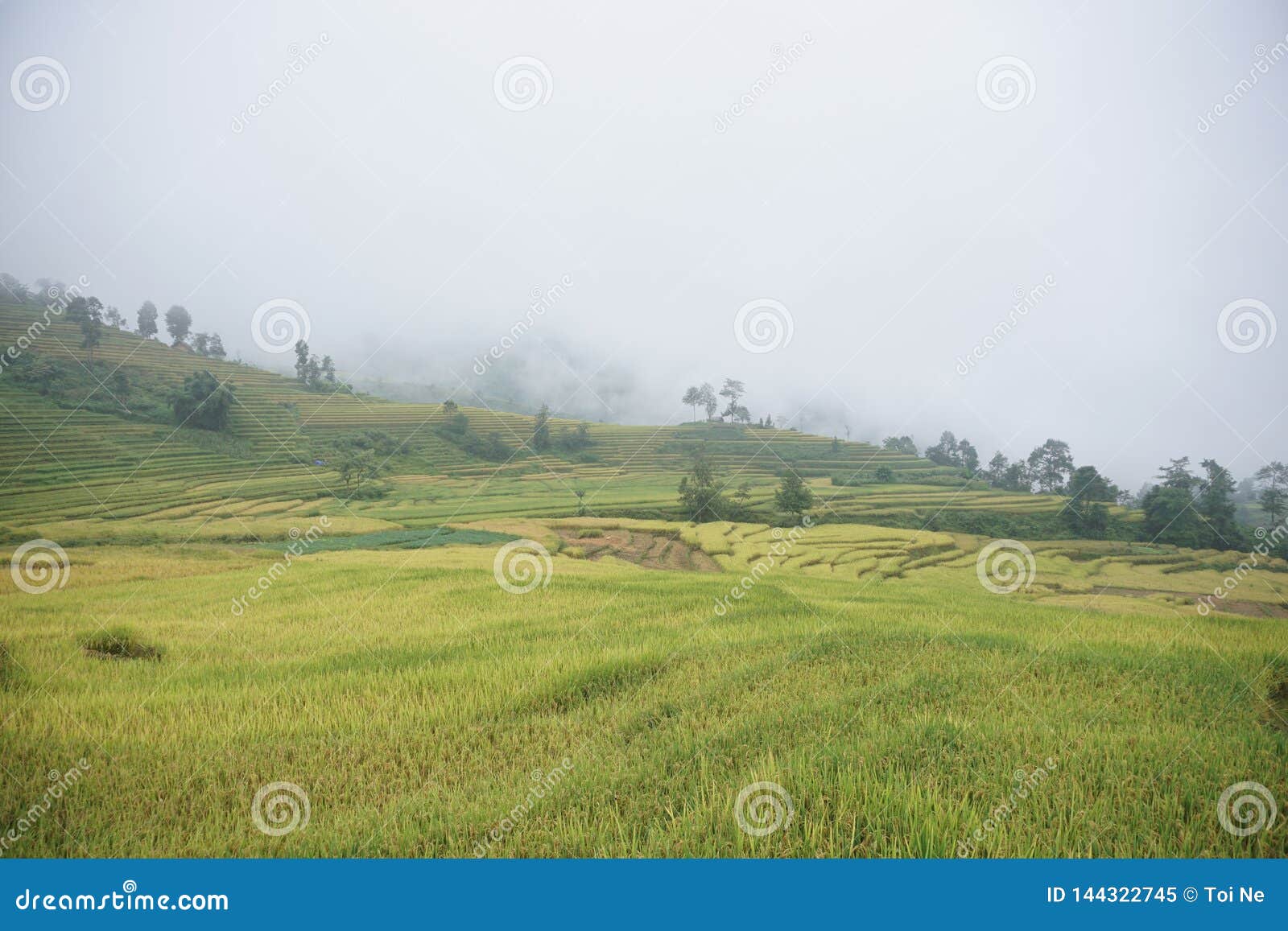 Rice ladder field stock image. Image of harvest, countryside - 144322745