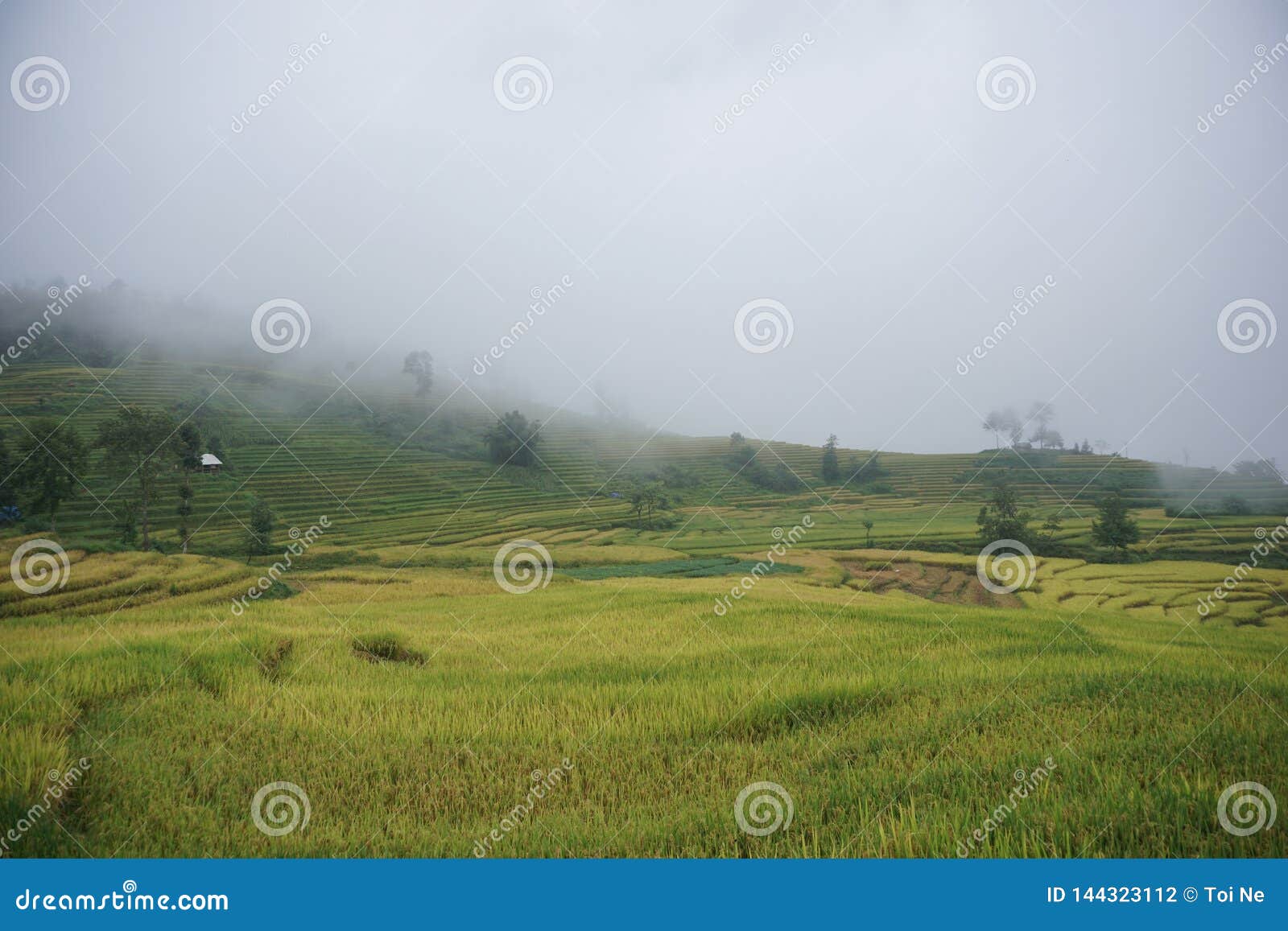 Rice ladder field stock photo. Image of fall, lifestyle - 144323112
