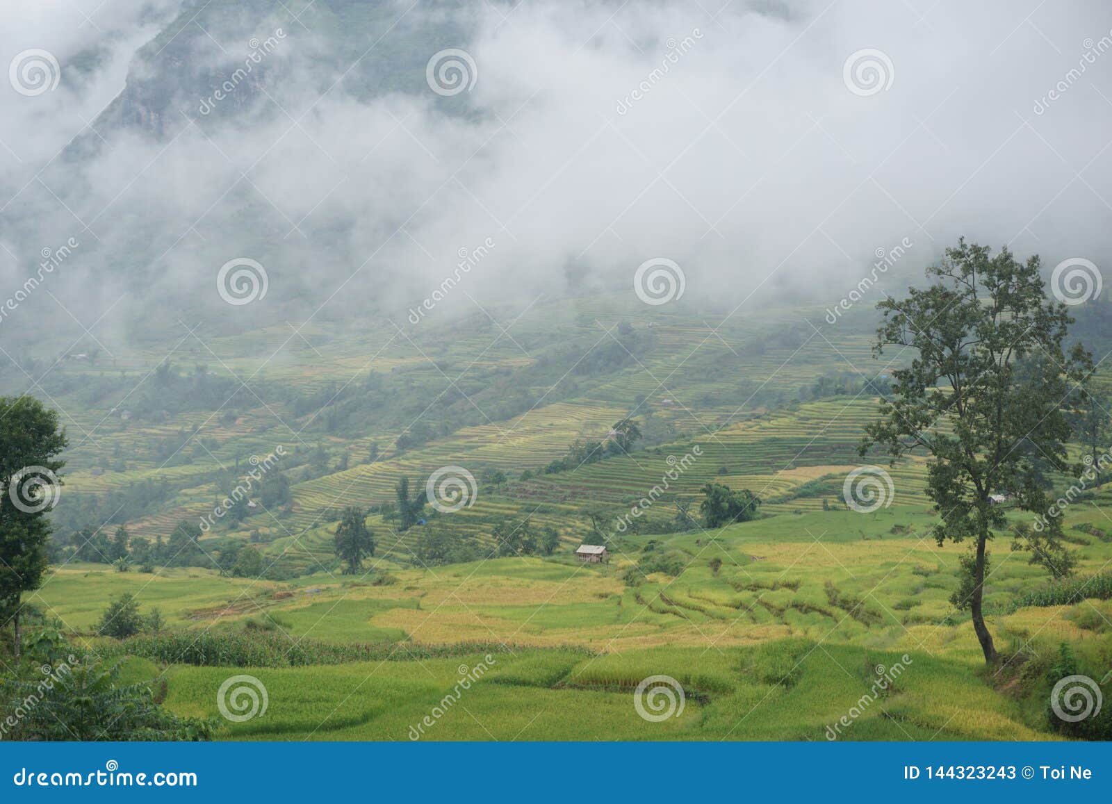 Rice ladder field stock image. Image of hilly, environment - 144323243