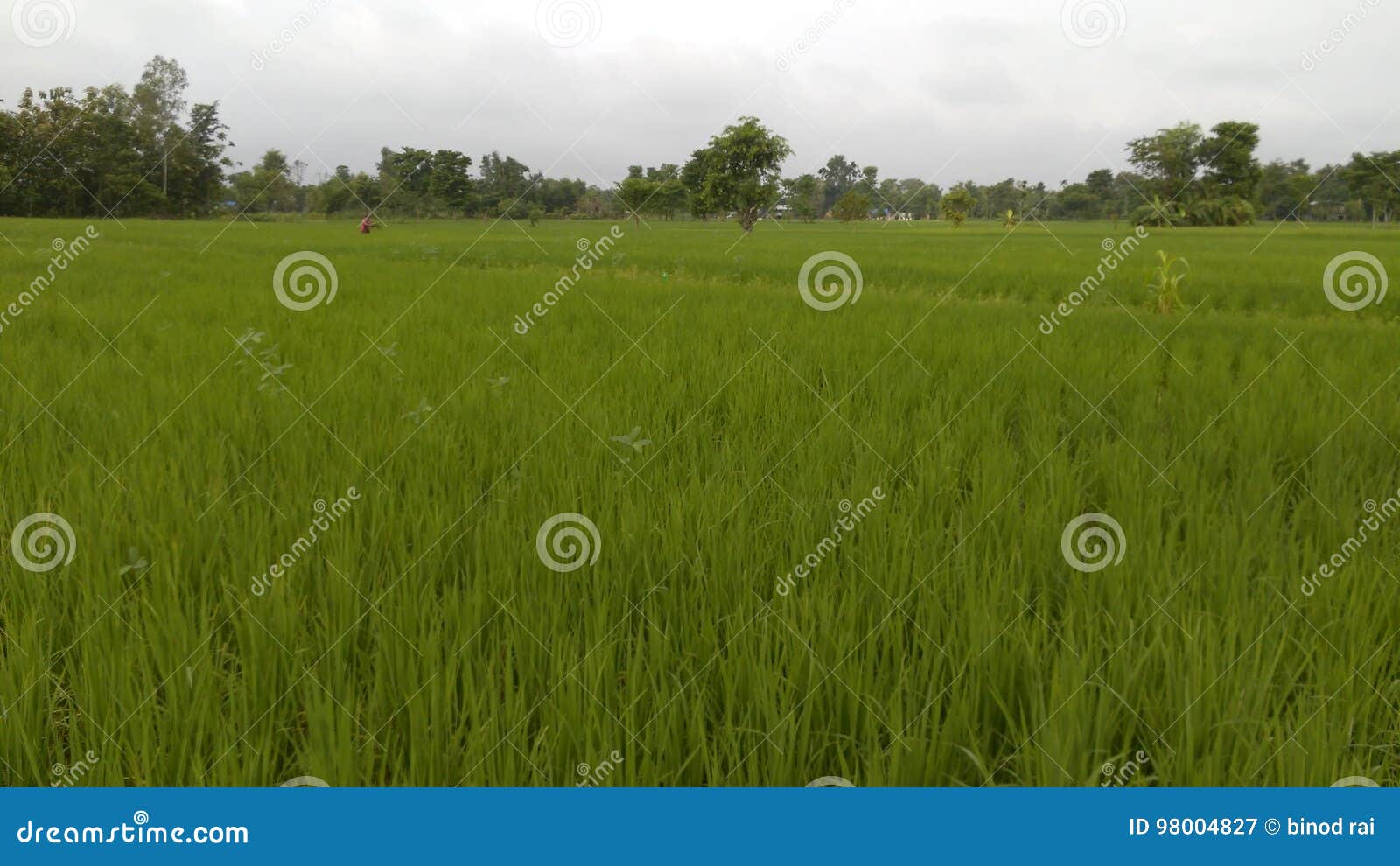 Rice land stock image. Image of rice, land, looking, beautiful - 98004827