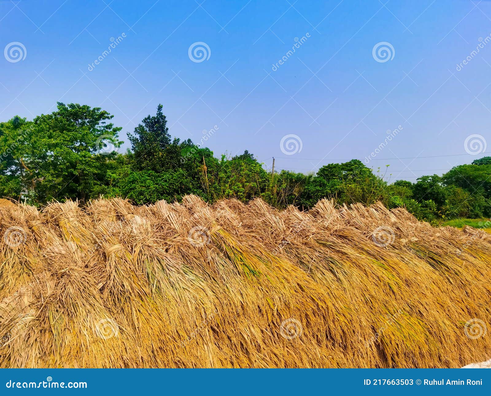 Rice Lant Cut Off Texture with Blue Sky Background Stock Image - Image ...
