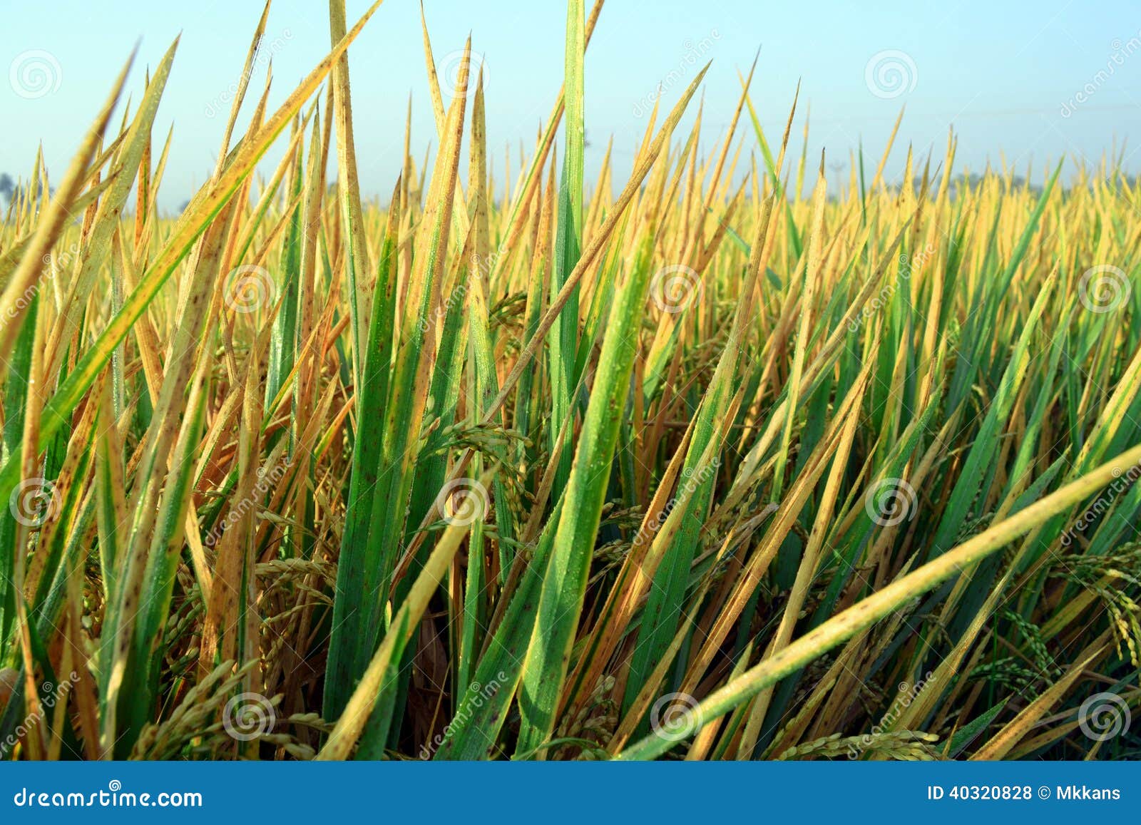 Rice Leaf Royalty-Free Stock Photo | CartoonDealer.com #40321407