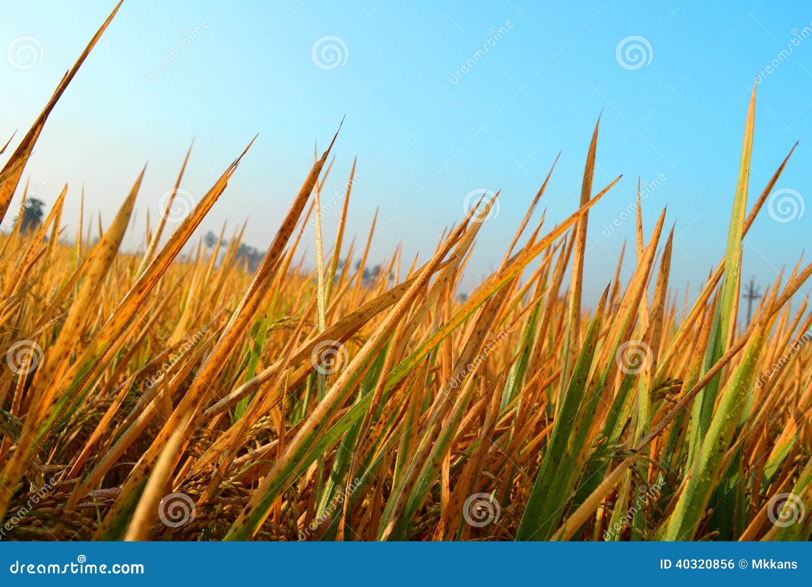Rice leaf stock photo. Image of stick, blue, rice, field - 40320856