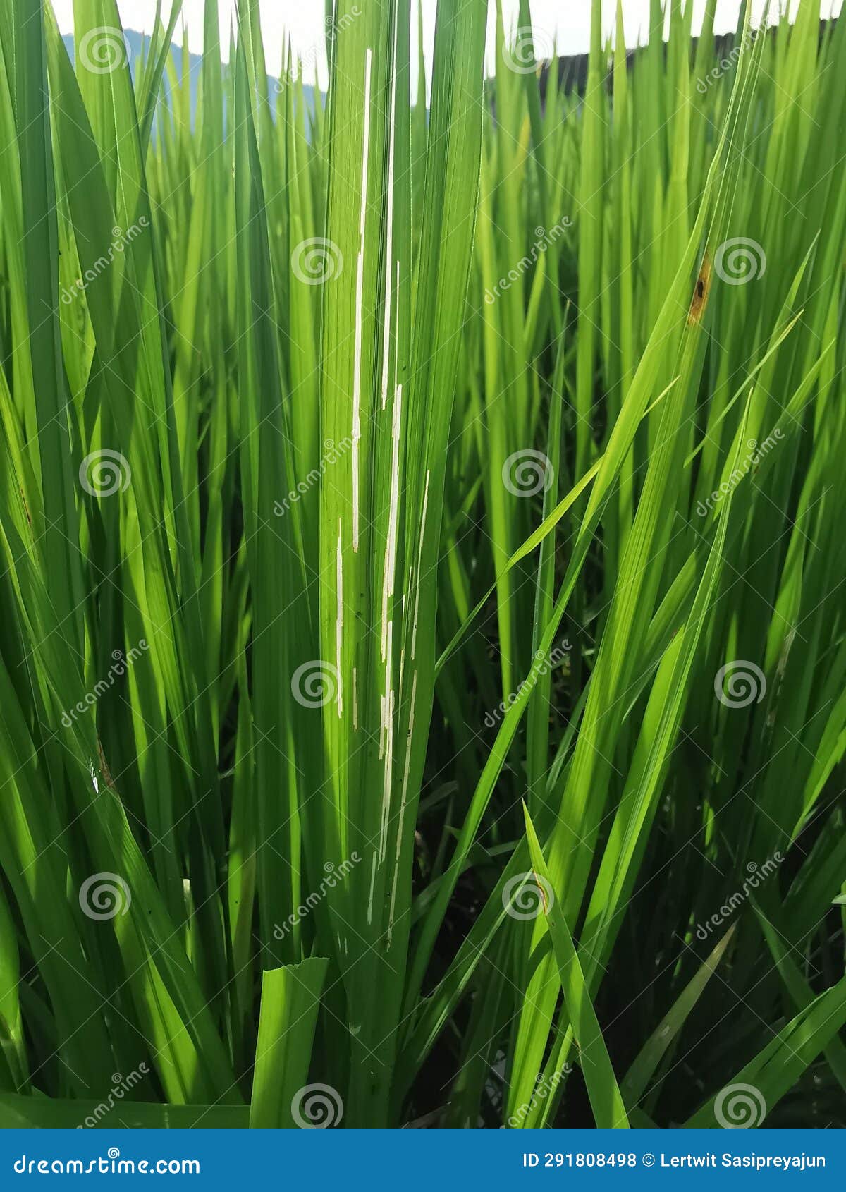 Rice Leaf Damage from Lesf Folder Worm Stock Photo - Image of worm ...