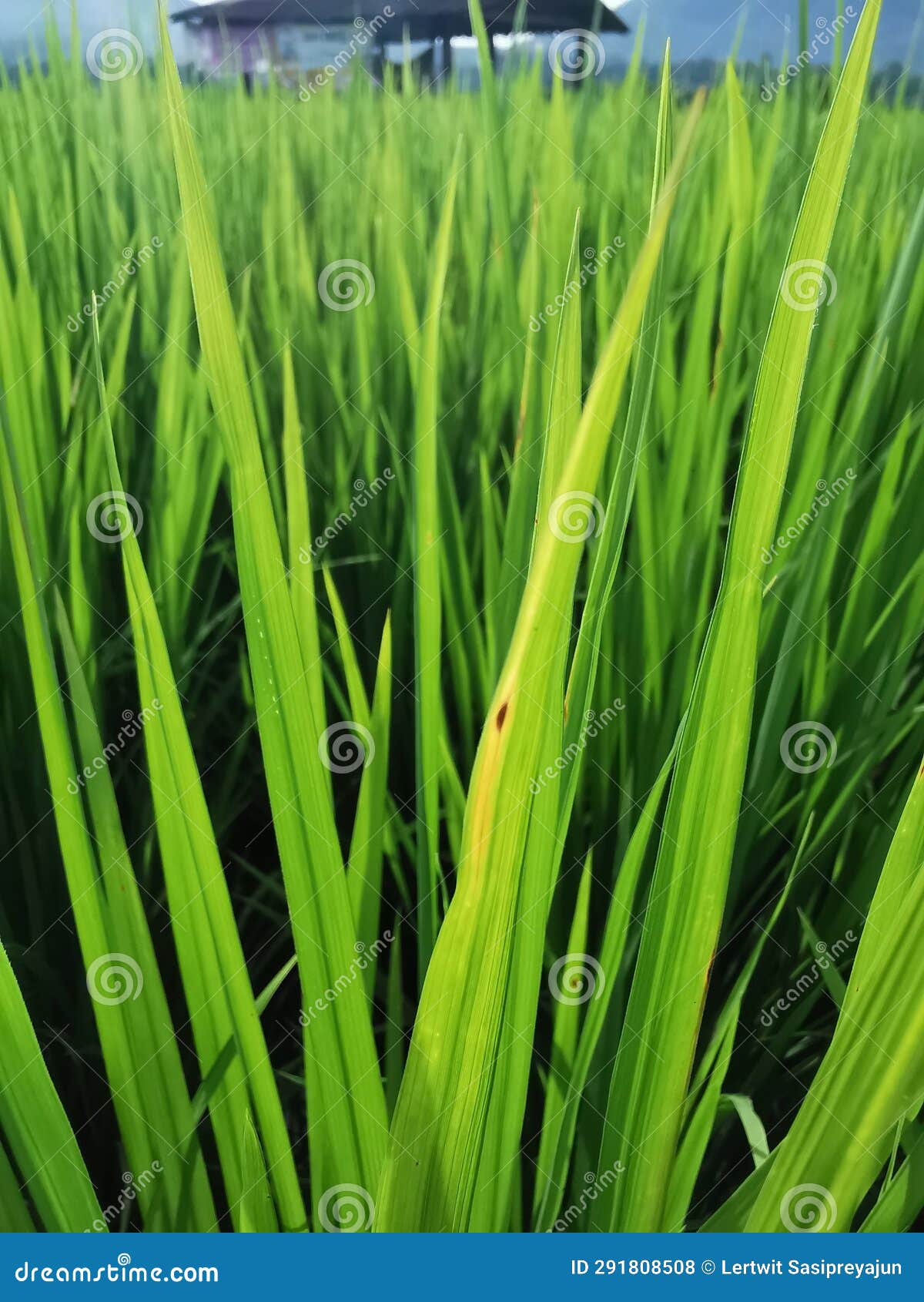 Rice Leaf Disease, Leaf Blght Stock Photo - Image of food, tree: 291808508