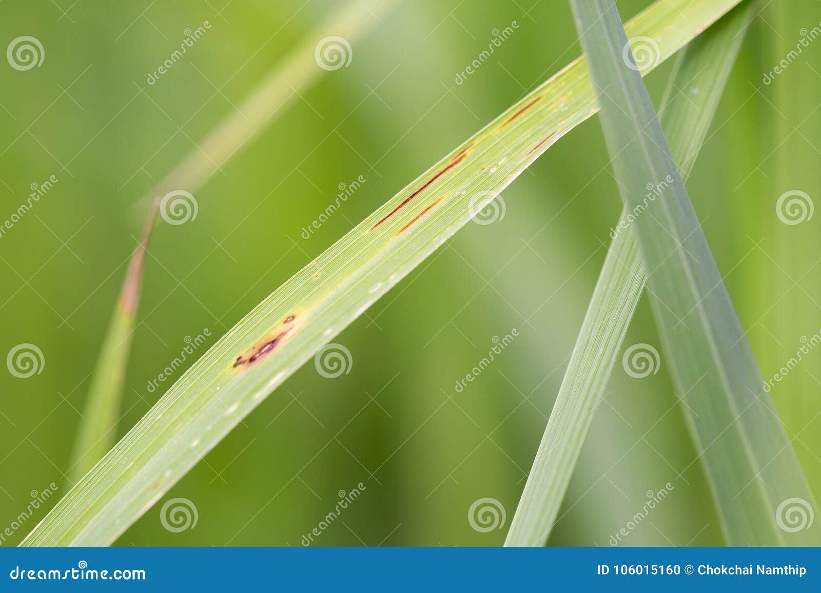 Rice Leaf Disease with Brown Spots Stock Photo - Image of diseases ...