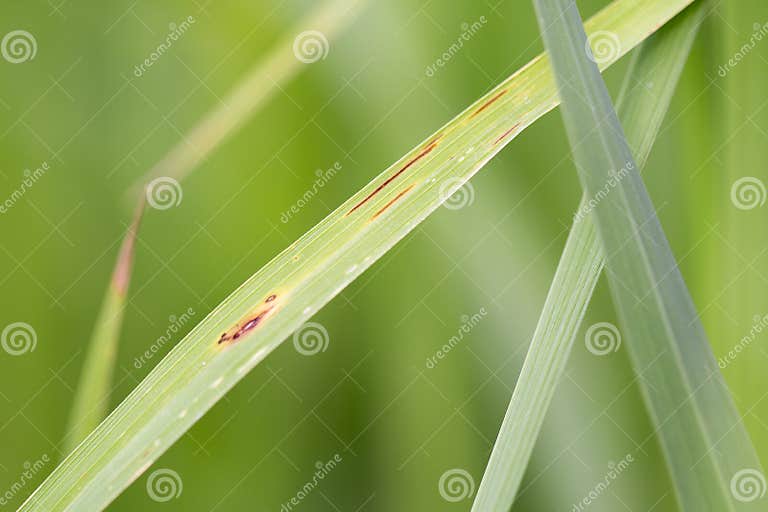 Rice Leaf Disease with Brown Spots Stock Photo - Image of diseases ...
