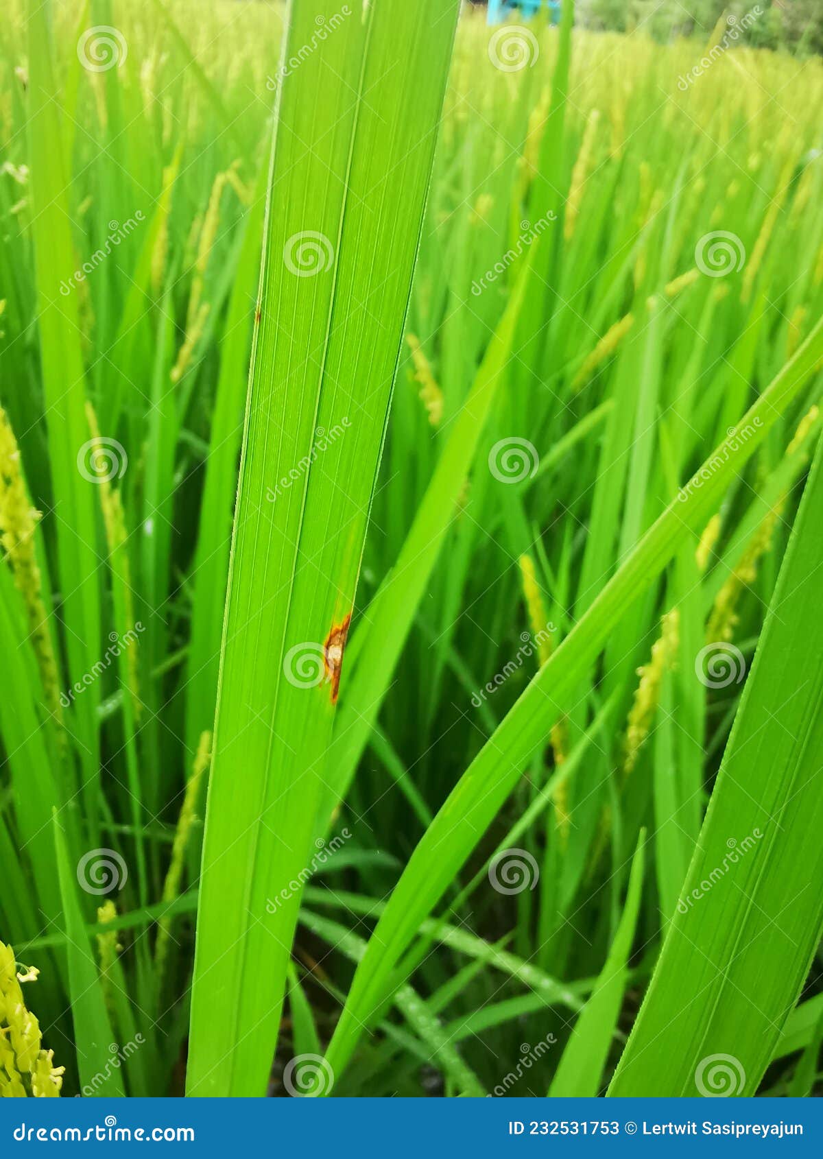 Rice Leaf Royalty-Free Stock Photo | CartoonDealer.com #40321407
