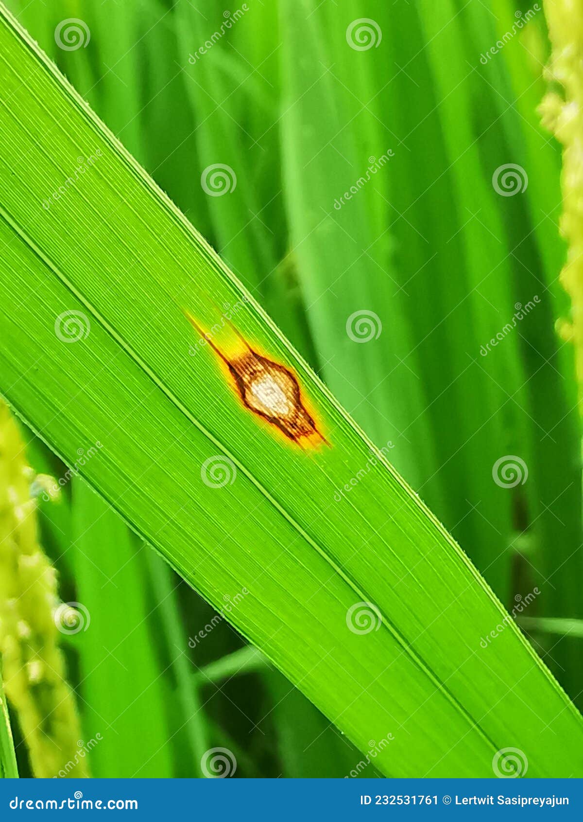 Rice Leaf Disease from Fungus Stock Image - Image of field, fields ...