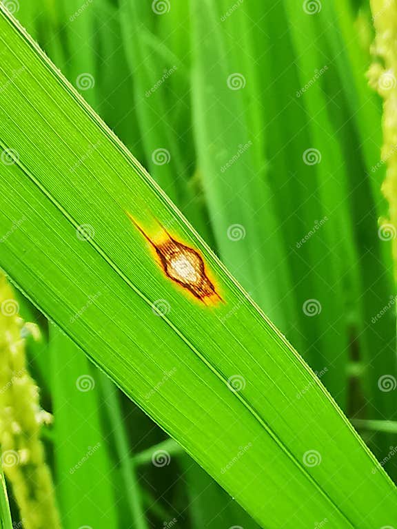 Rice Leaf Disease from Fungus Stock Image - Image of field, fields ...
