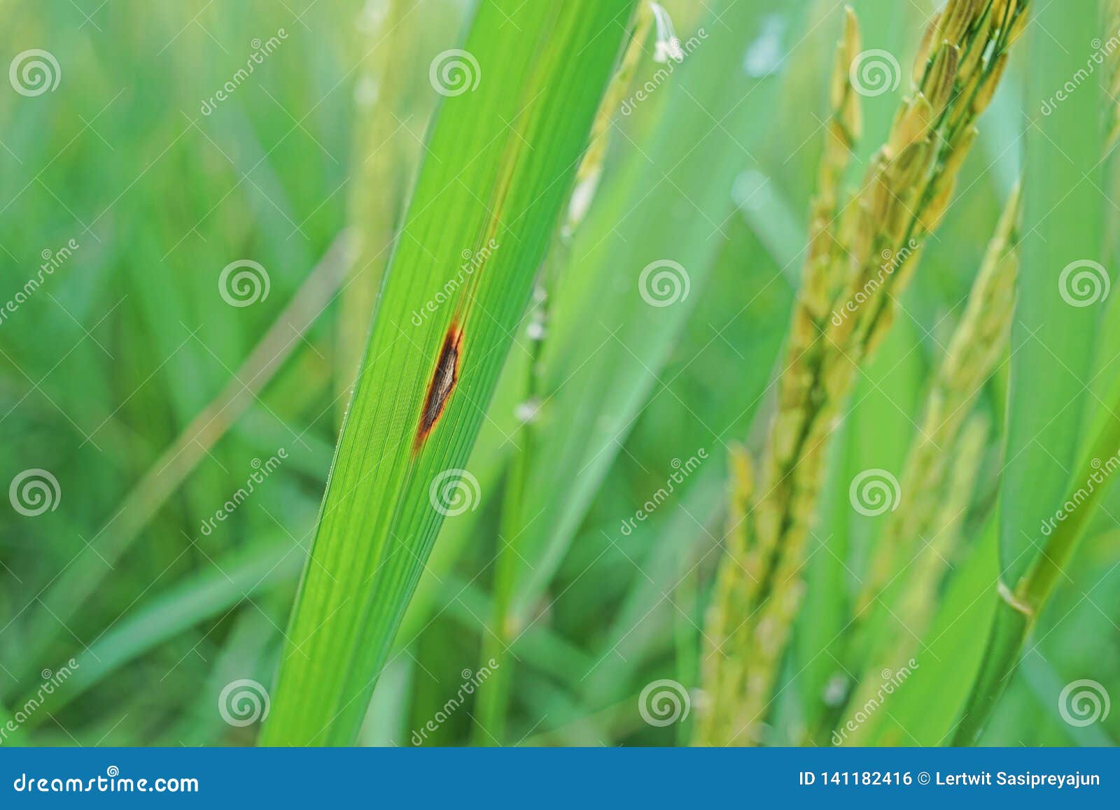 Rice leaf disease stock photo. Image of disease, blight - 141182416