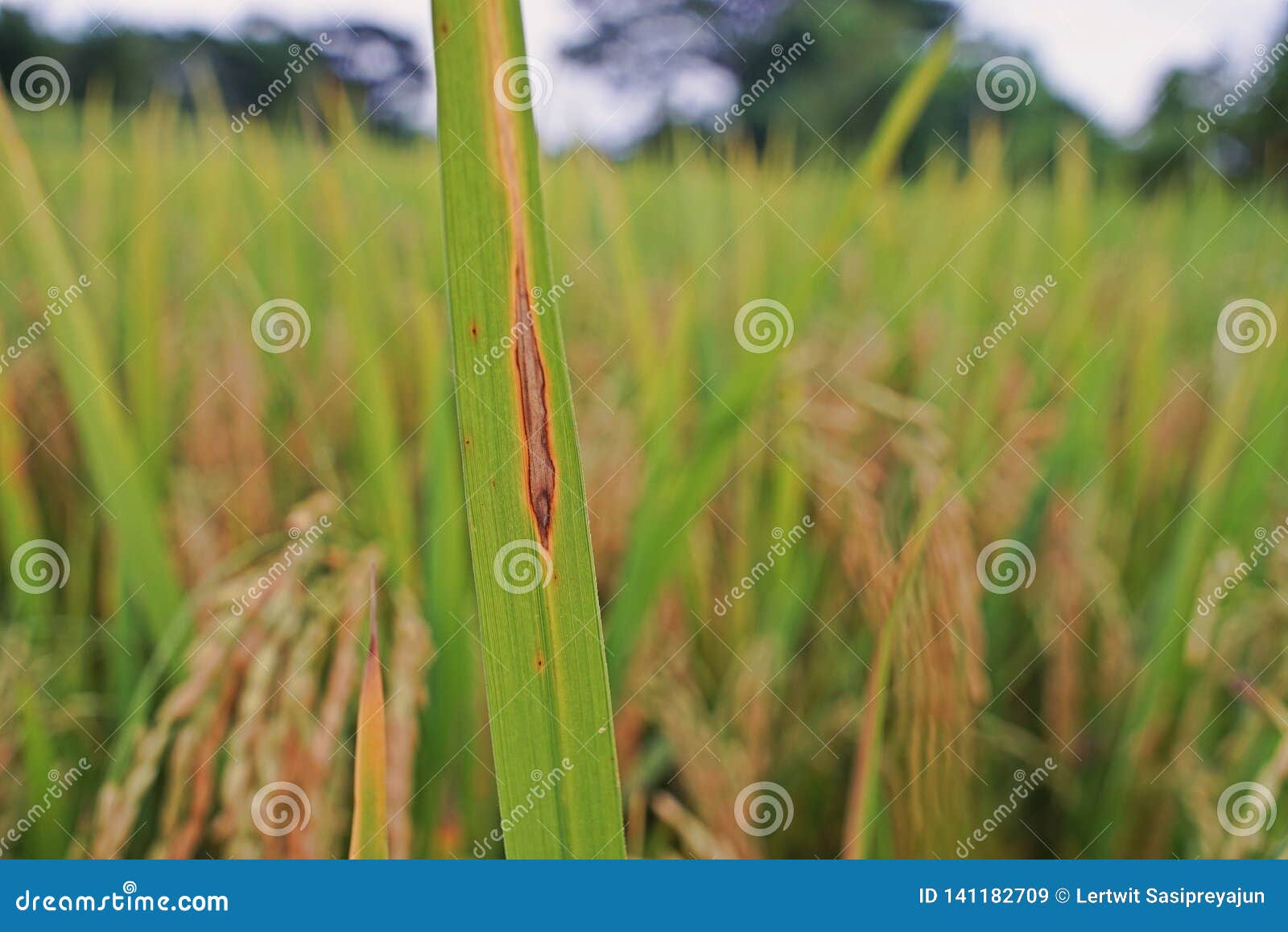Rice leaf disease stock image. Image of brown, fungus - 141182709