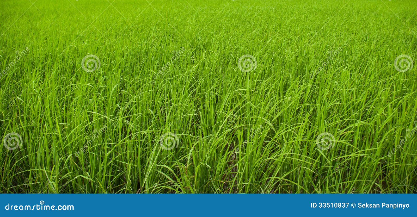 Rice leaf stock image. Image of green, farmer, outdoor - 33510837