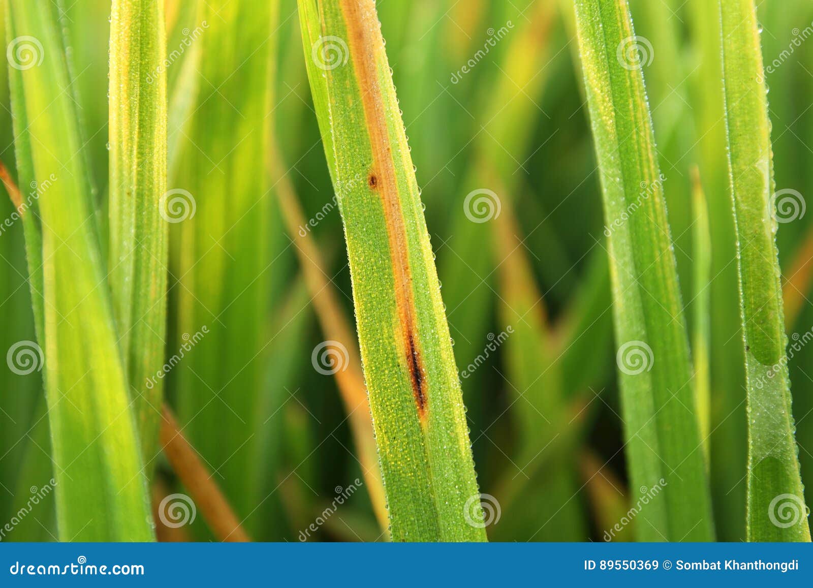 Rice leaf stock image. Image of grass, meadow, farm, pathology - 89550369