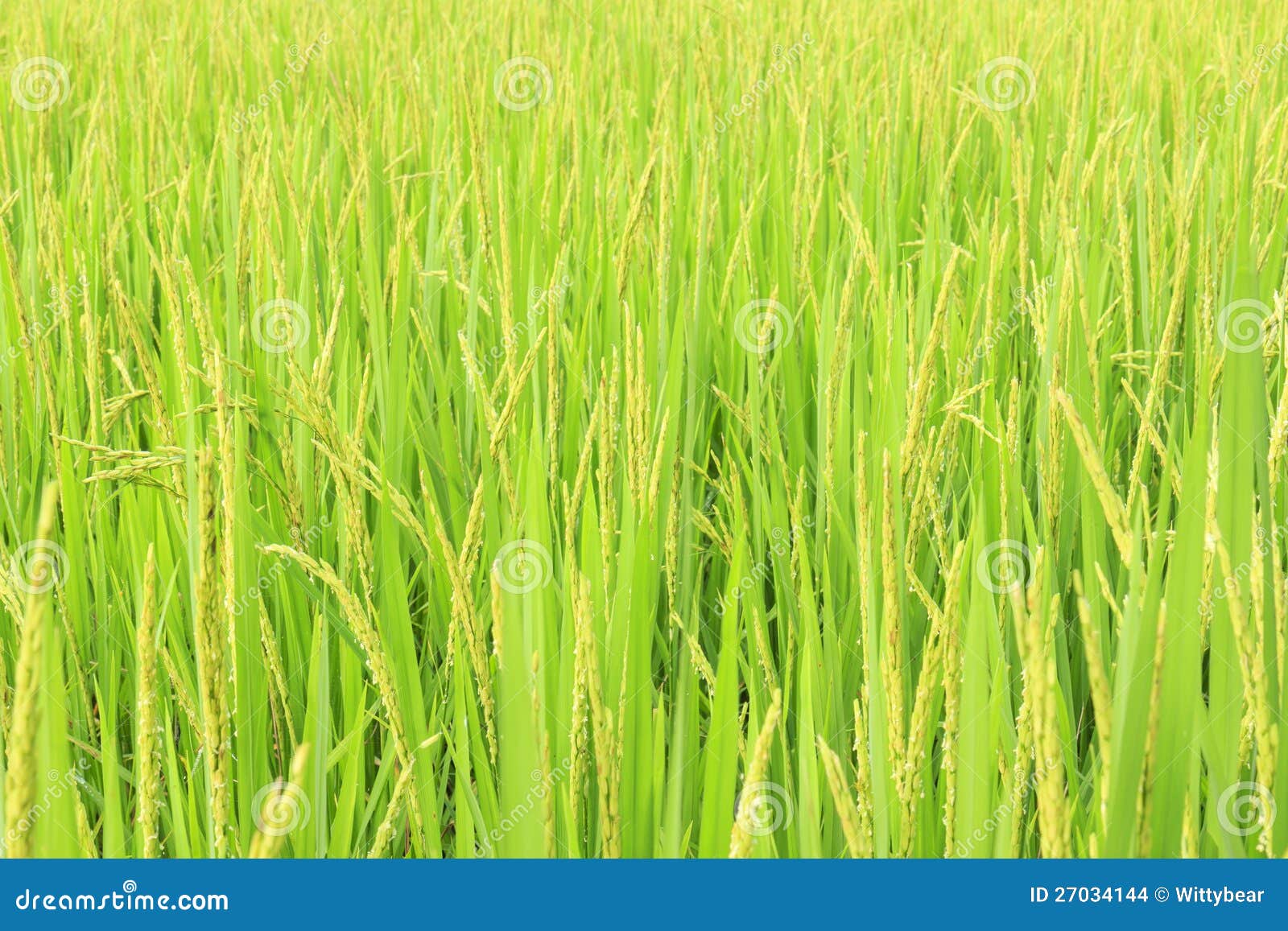 Rice Leaves In Rice Field Royalty-Free Stock Photo | CartoonDealer.com ...