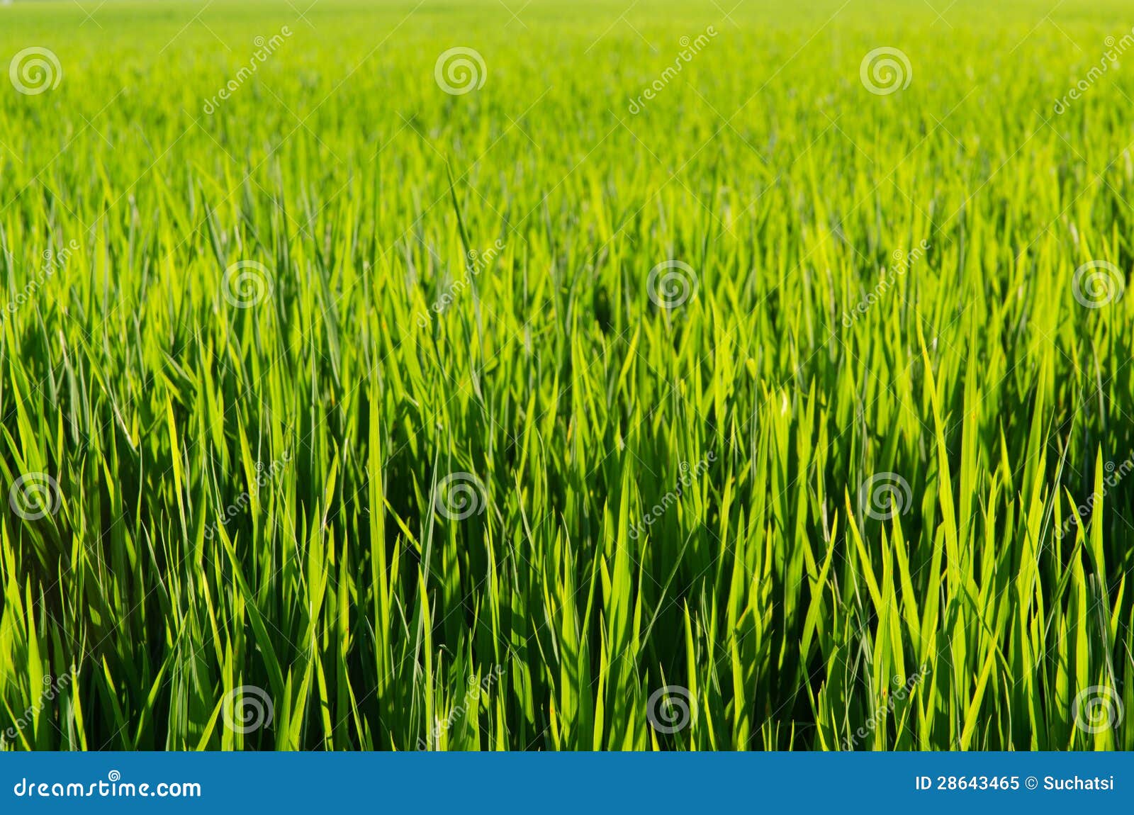 Rice leaves stock image. Image of growth, countryside - 28643465