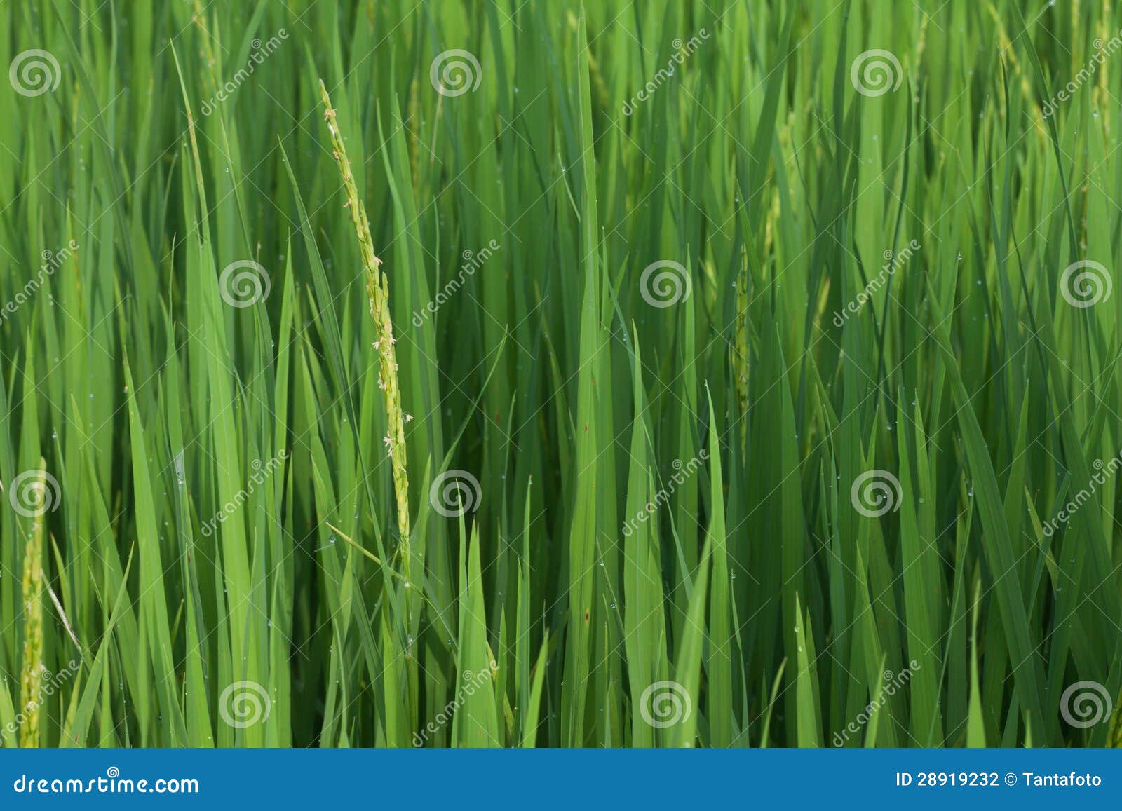 Rice leaves stock photo. Image of paddy, organic, food - 28919232