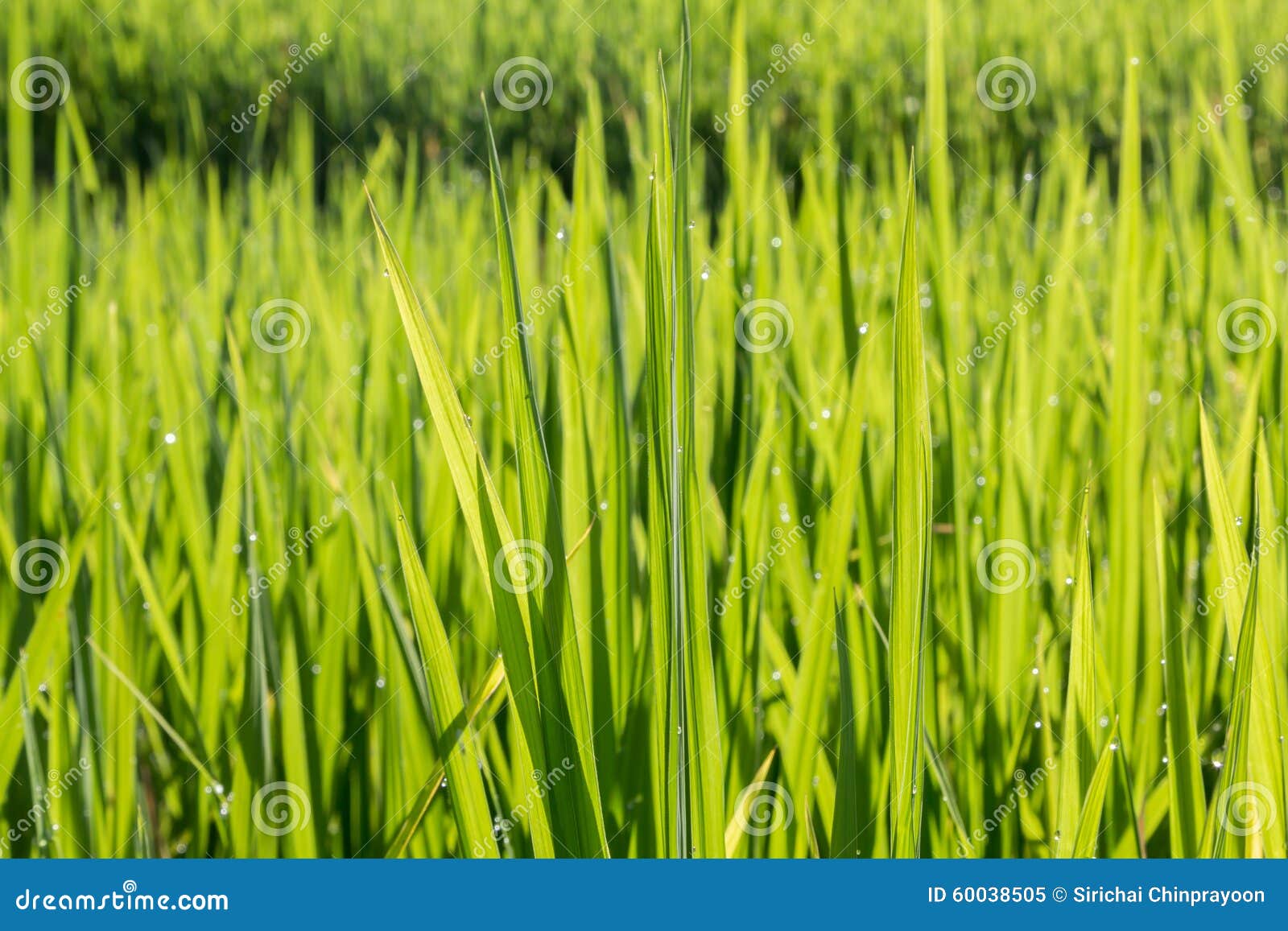 Rice leaves background stock image. Image of botanical - 60038505