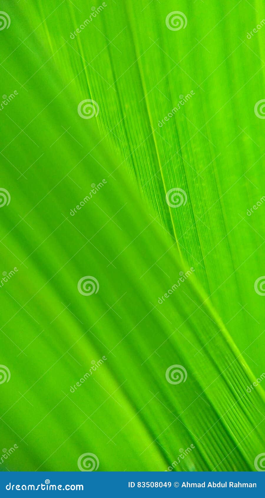A rice leaves stock image. Image of leaves, green, grass - 83508049