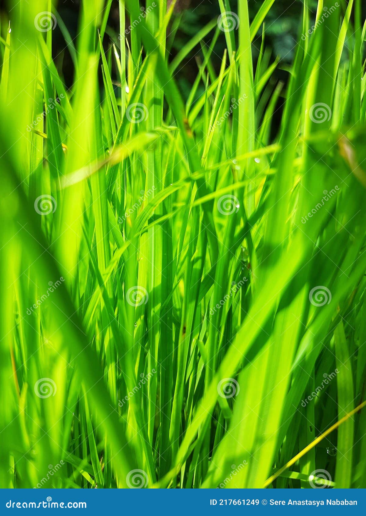 Rice leaves closer stock image. Image of crop, leaves - 217661249